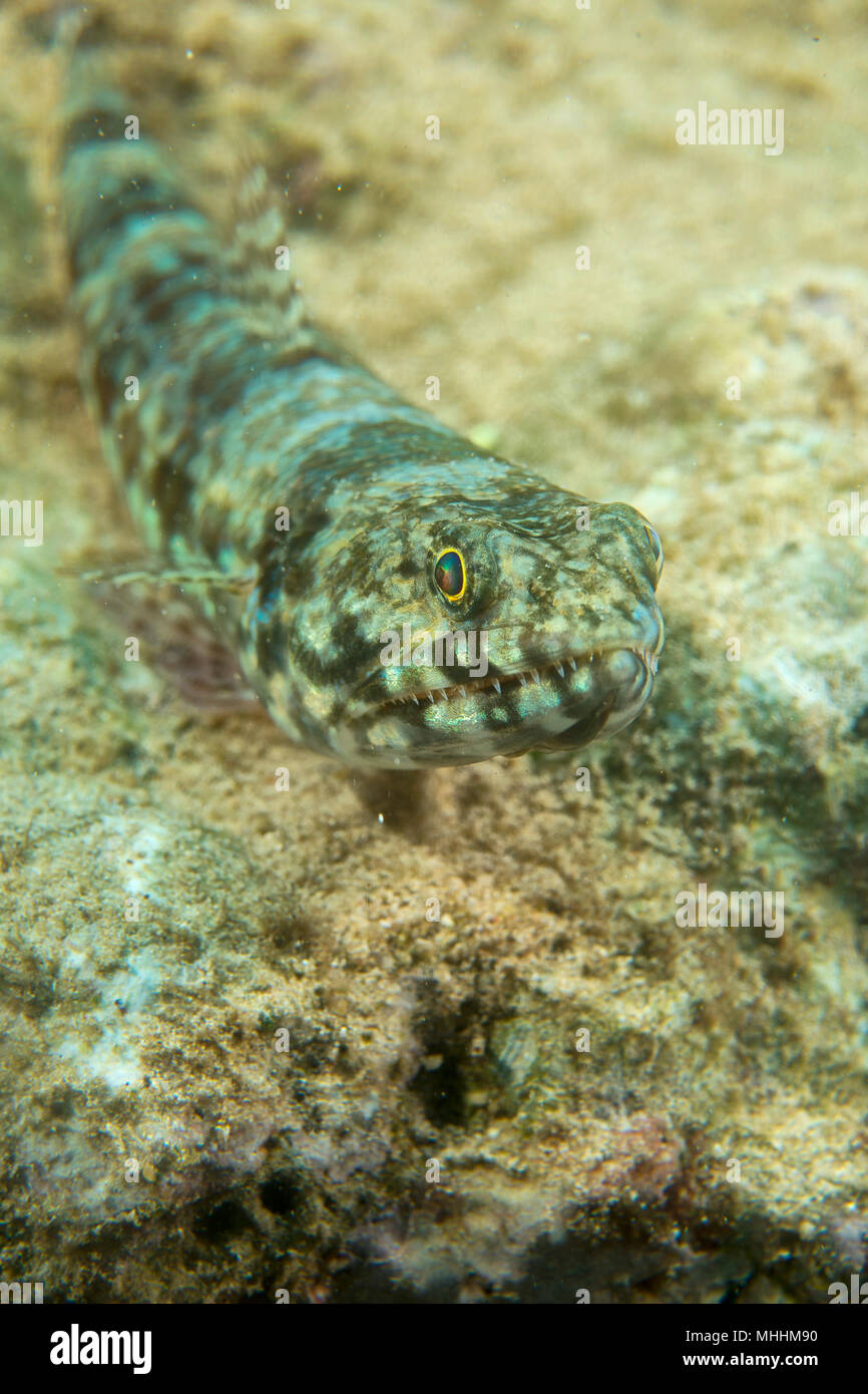 Lizard fish portrait while diving in Indonesia Stock Photo - Alamy