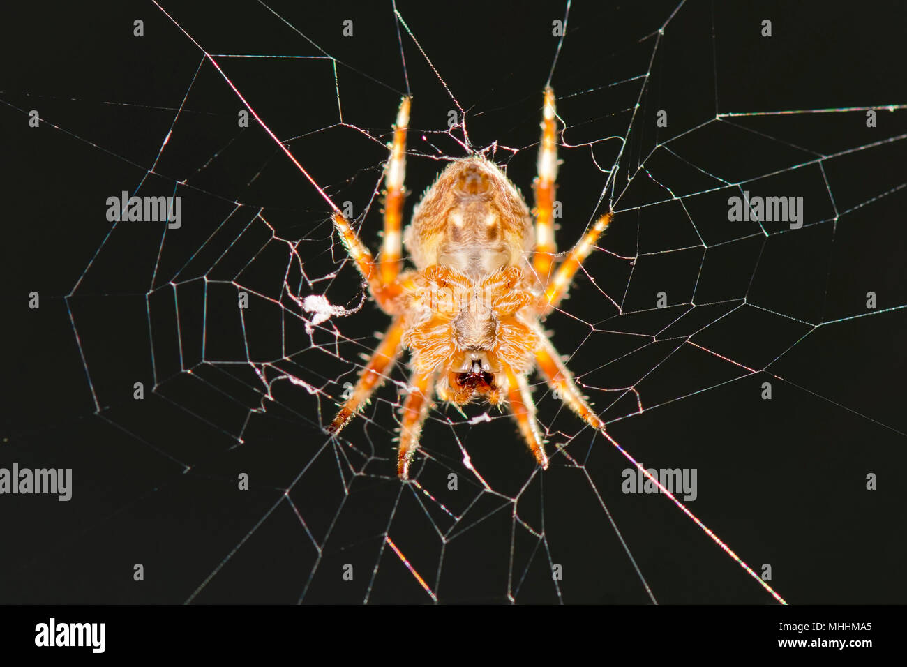 A spider hanging in its web net Stock Photo - Alamy