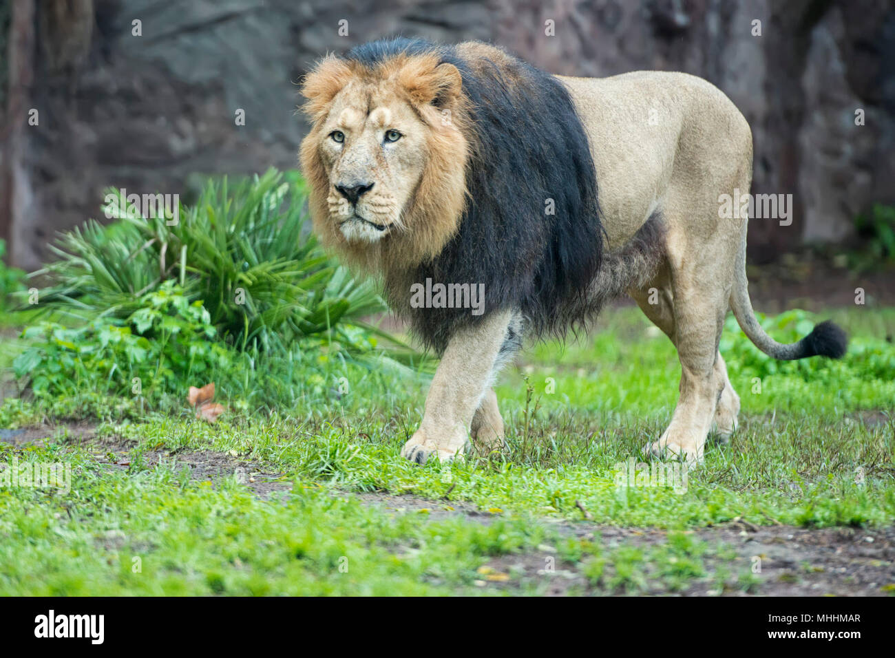 male lion coming to you Stock Photo - Alamy