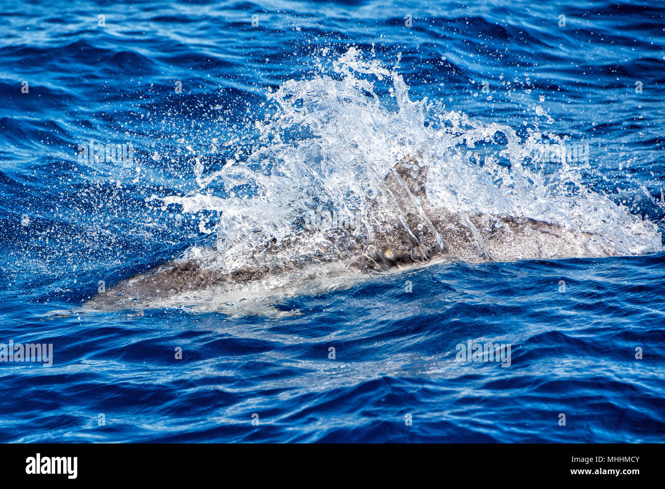 dolphin jumping outside the sea Stock Photo - Alamy