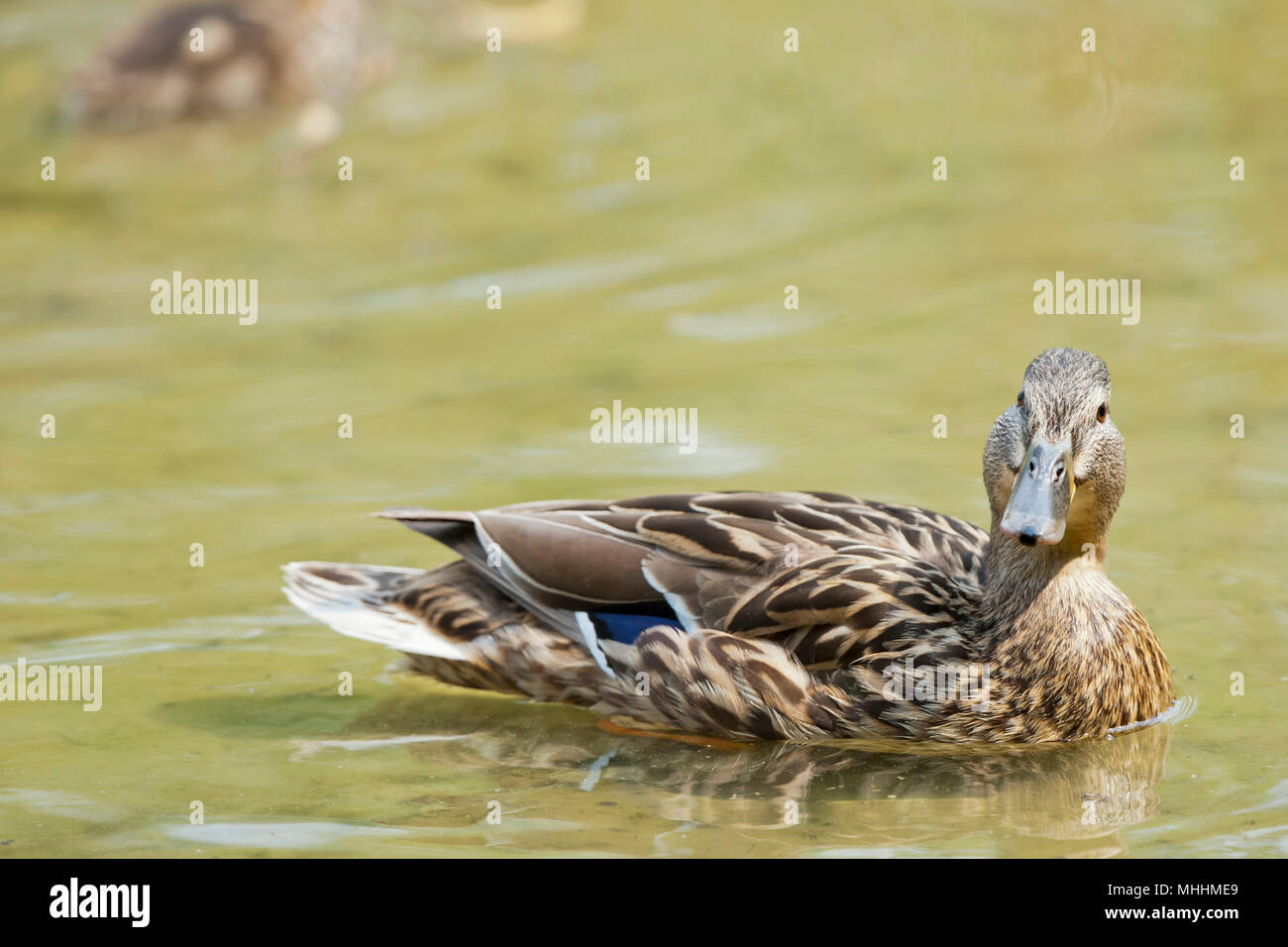Isolated female wild duck while looking at you Stock Photo - Alamy
