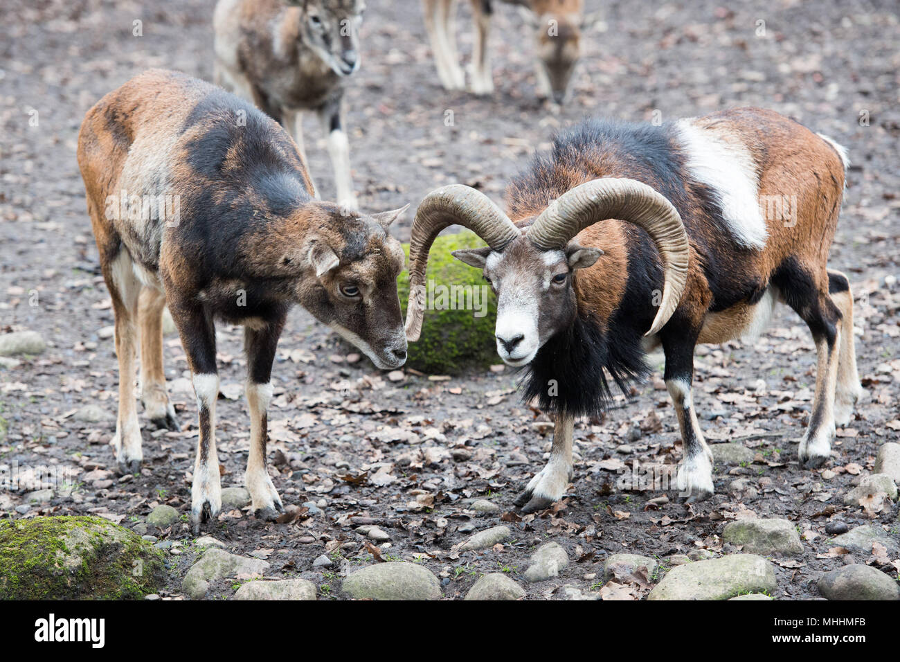 Bighorn sheep fighting hi-res stock photography and images - Alamy