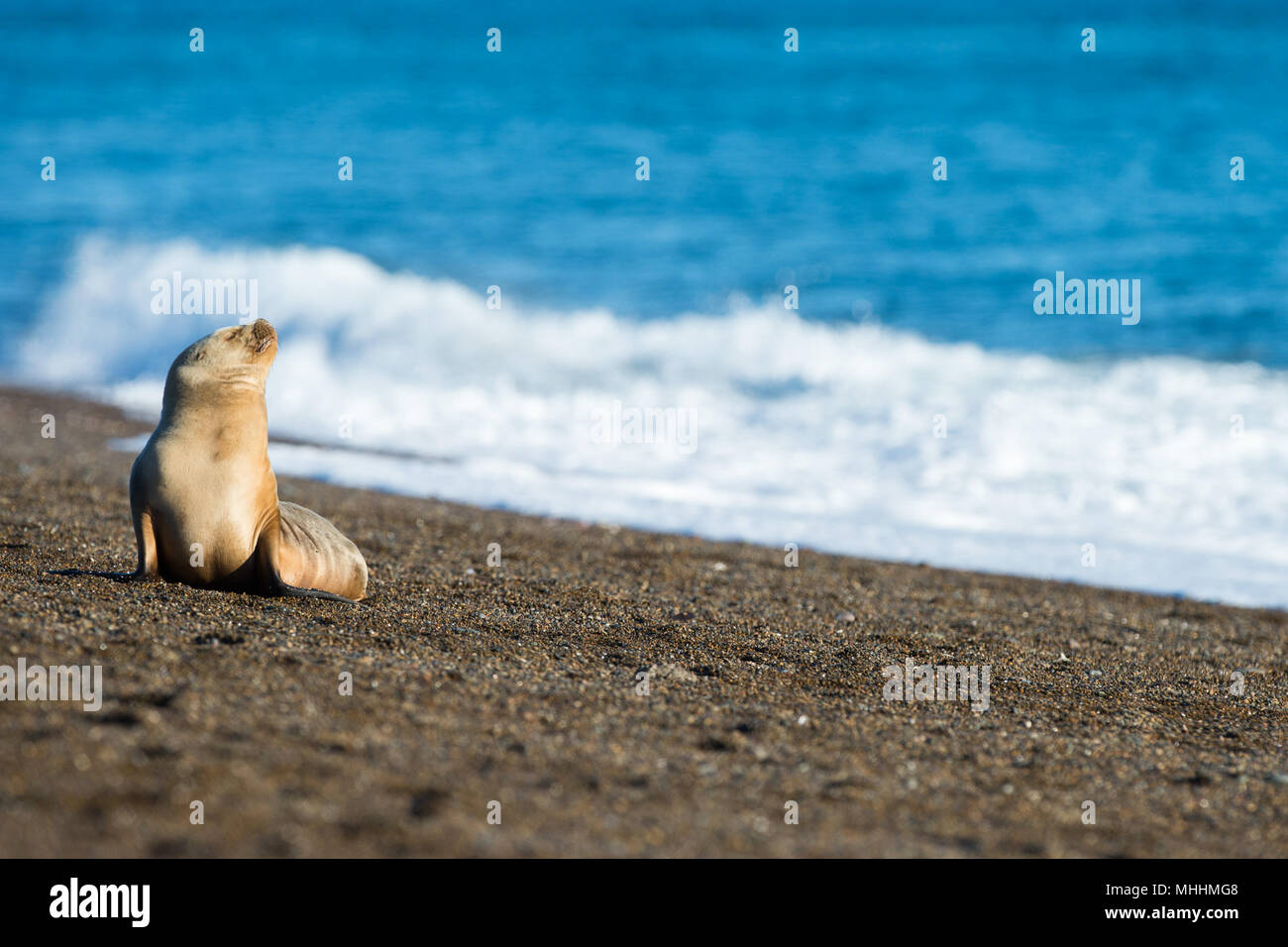 patagonia sea lion portrait seal while running on the beach Stock Photo ...