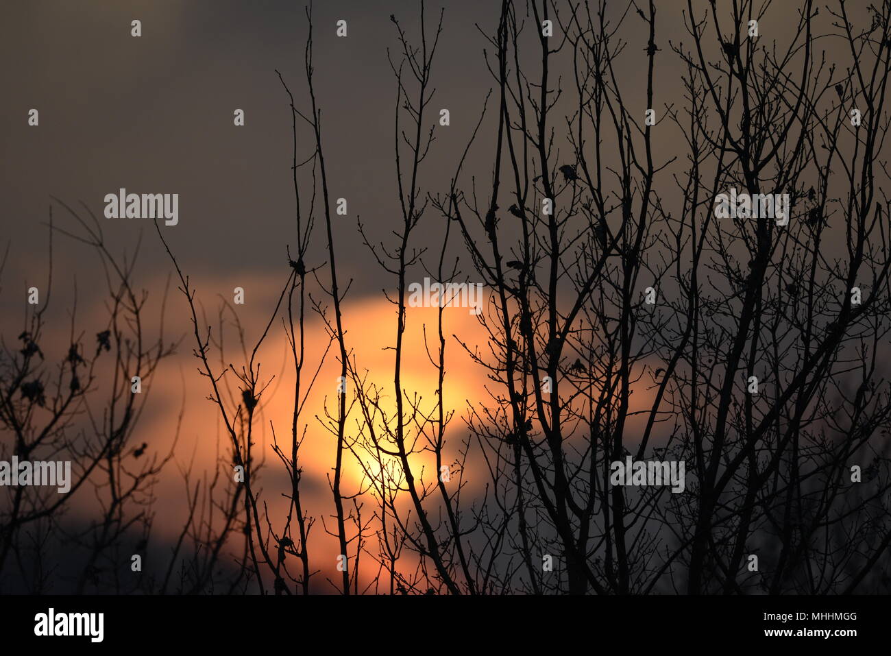 Beautiful sunset through tree branches Stock Photo - Alamy
