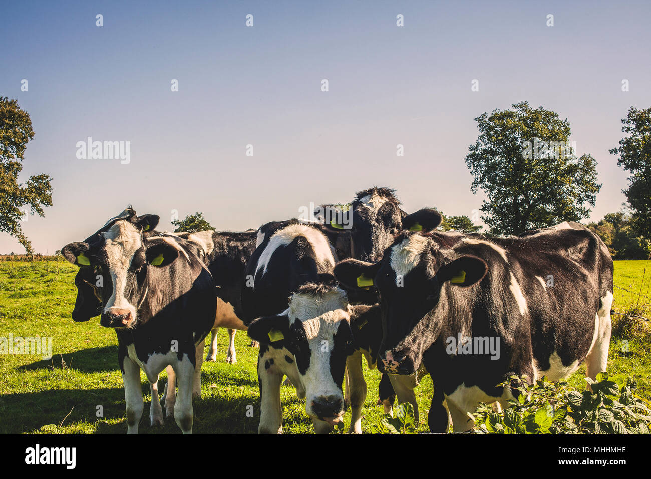 Cows standing together hi-res stock photography and images - Alamy