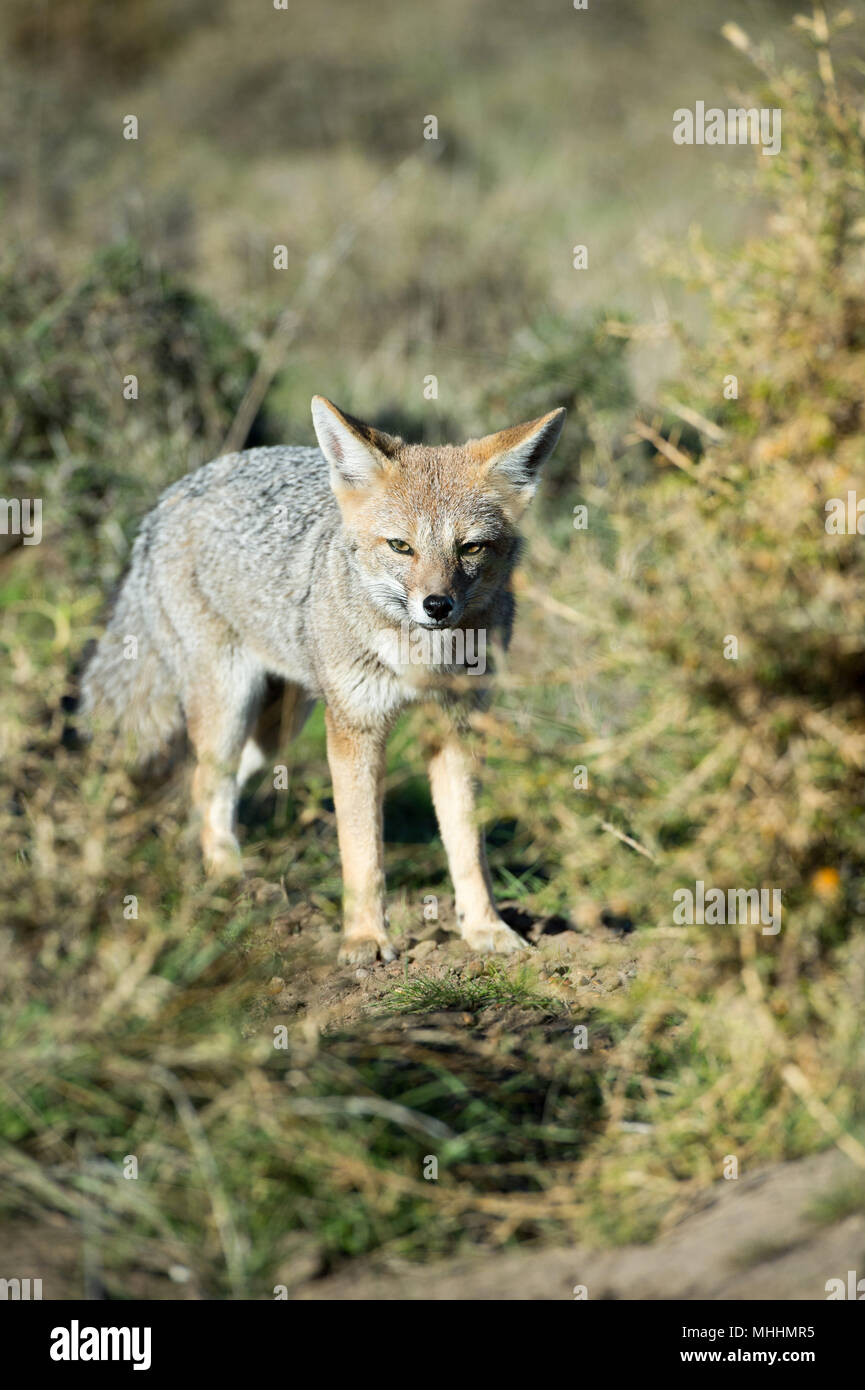 grey fox while hunting on the grass background Stock Photo - Alamy