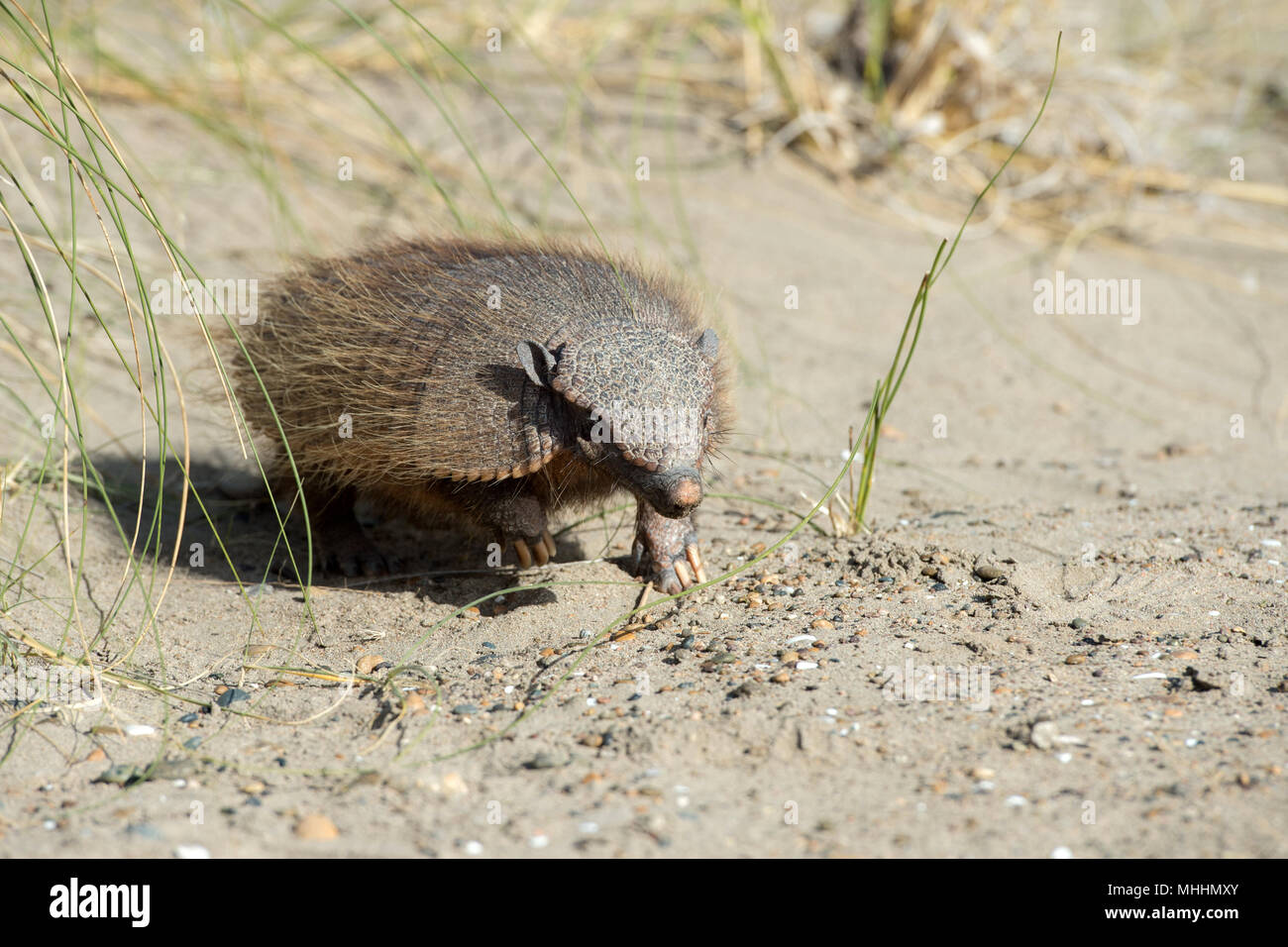 Armadillo face close up hi-res stock photography and images - Alamy