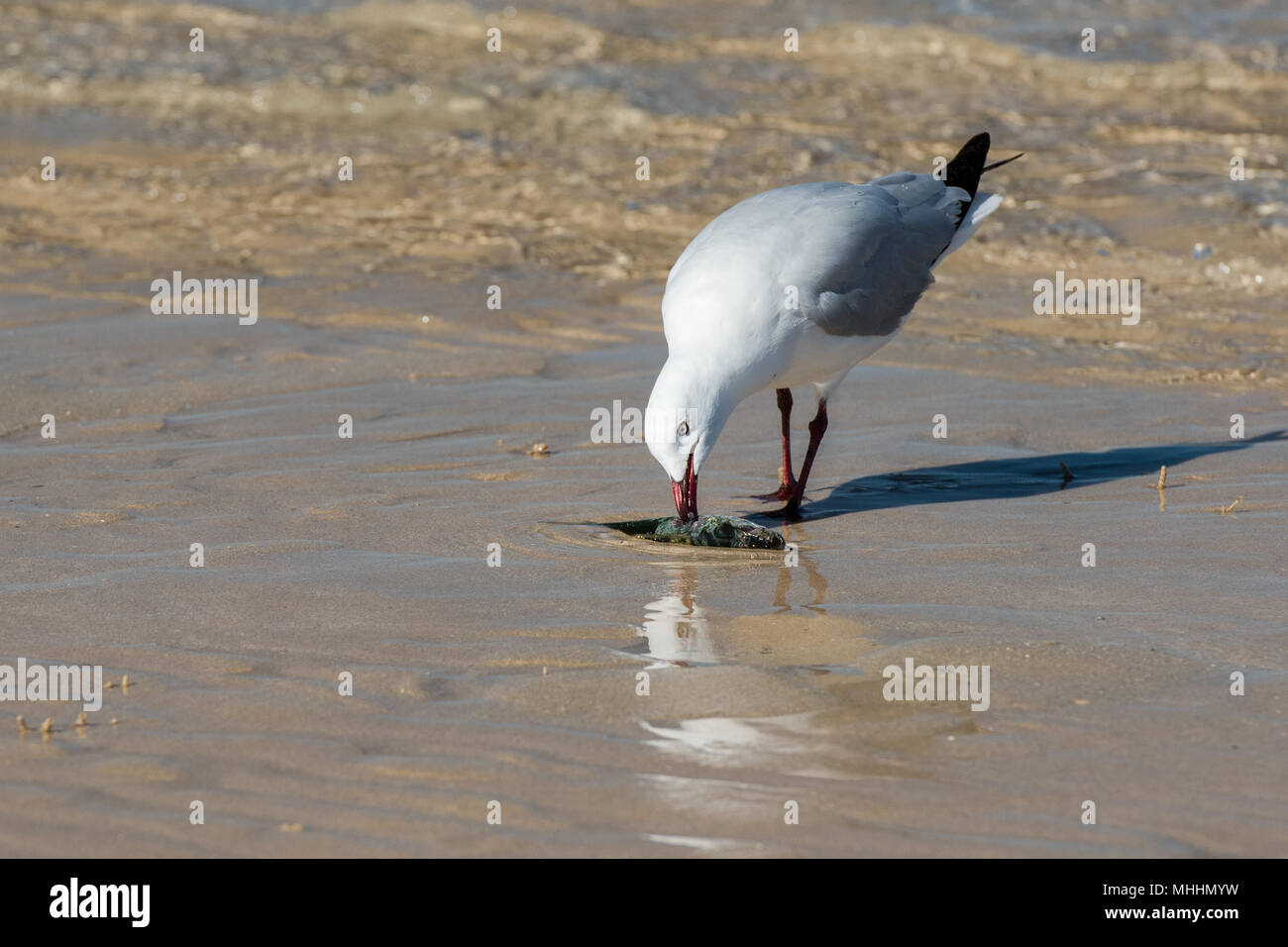 Seagull catching fish on crystal water in Australia coral bay beach ...