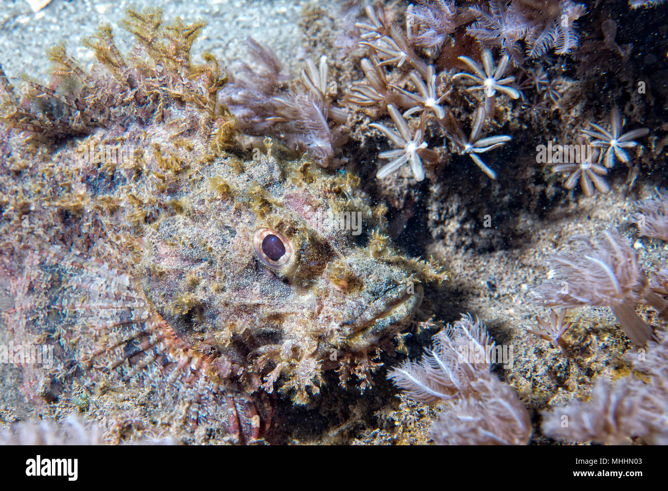 Eyes of Scorpion Fish portrait close up underwater portrait Stock Photo ...