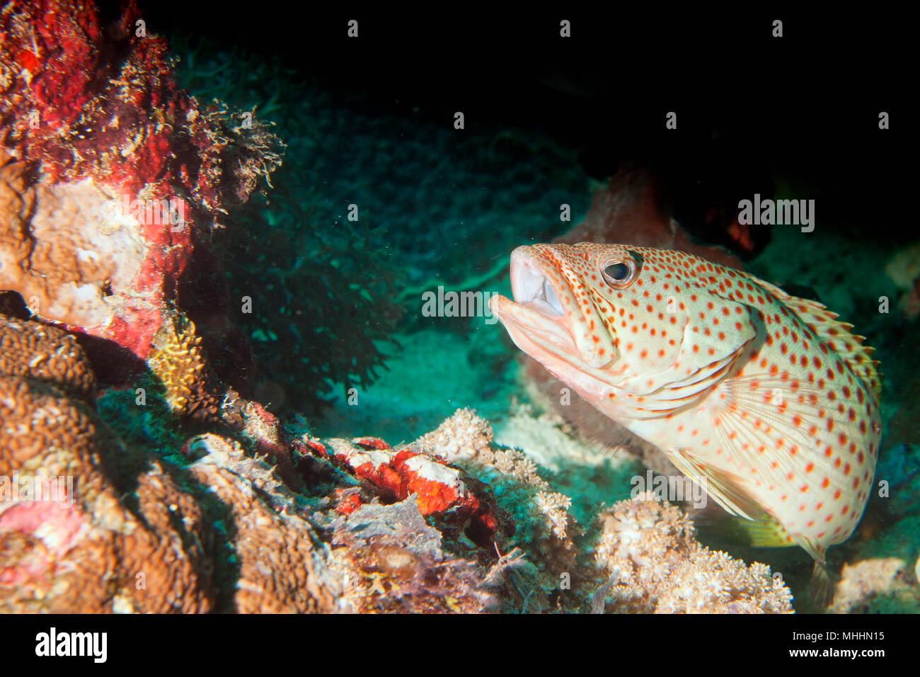A grouper close up portrait in Raja Ampat Papua, Indonesia Stock Photo ...