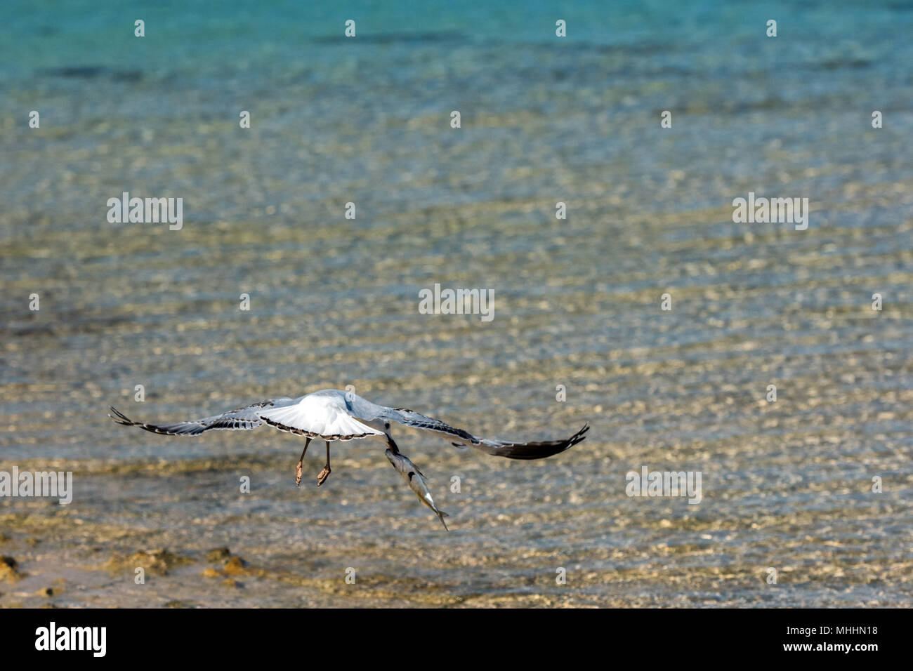 Seagull catching fish on crystal water in Australia coral bay beach ...