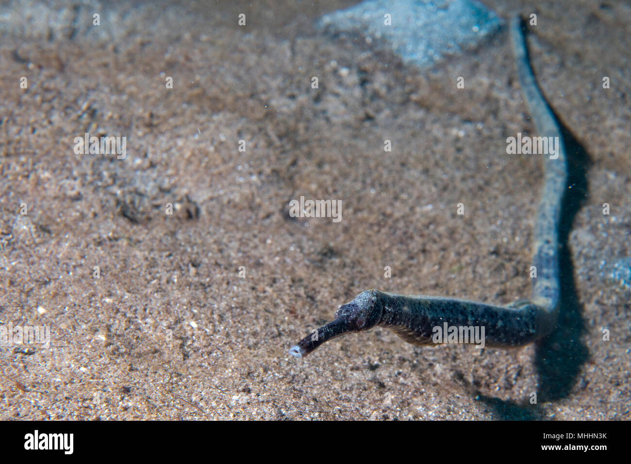 Red sea pipe fish hi-res stock photography and images - Alamy