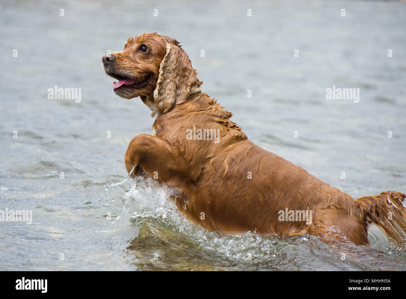 Happy english cocker spaniel while playing in the river Stock Photo - Alamy
