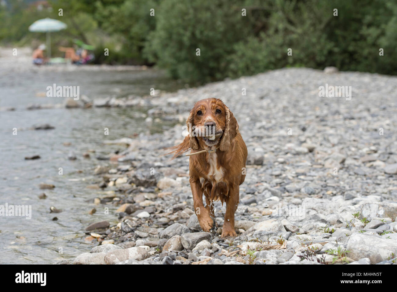 Happy english cocker spaniel while playing in the river Stock Photo - Alamy