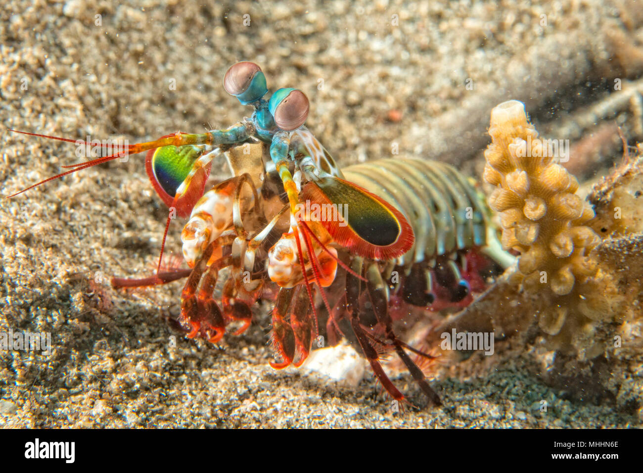 Mantis Lobster defending eggs in its nest Stock Photo - Alamy