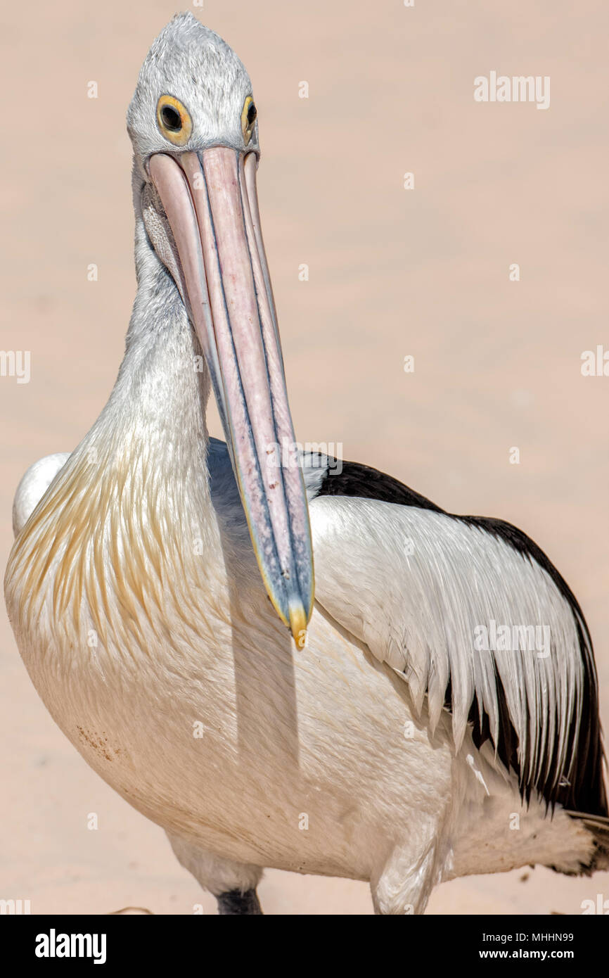 pelican portrait while looking at you Stock Photo - Alamy