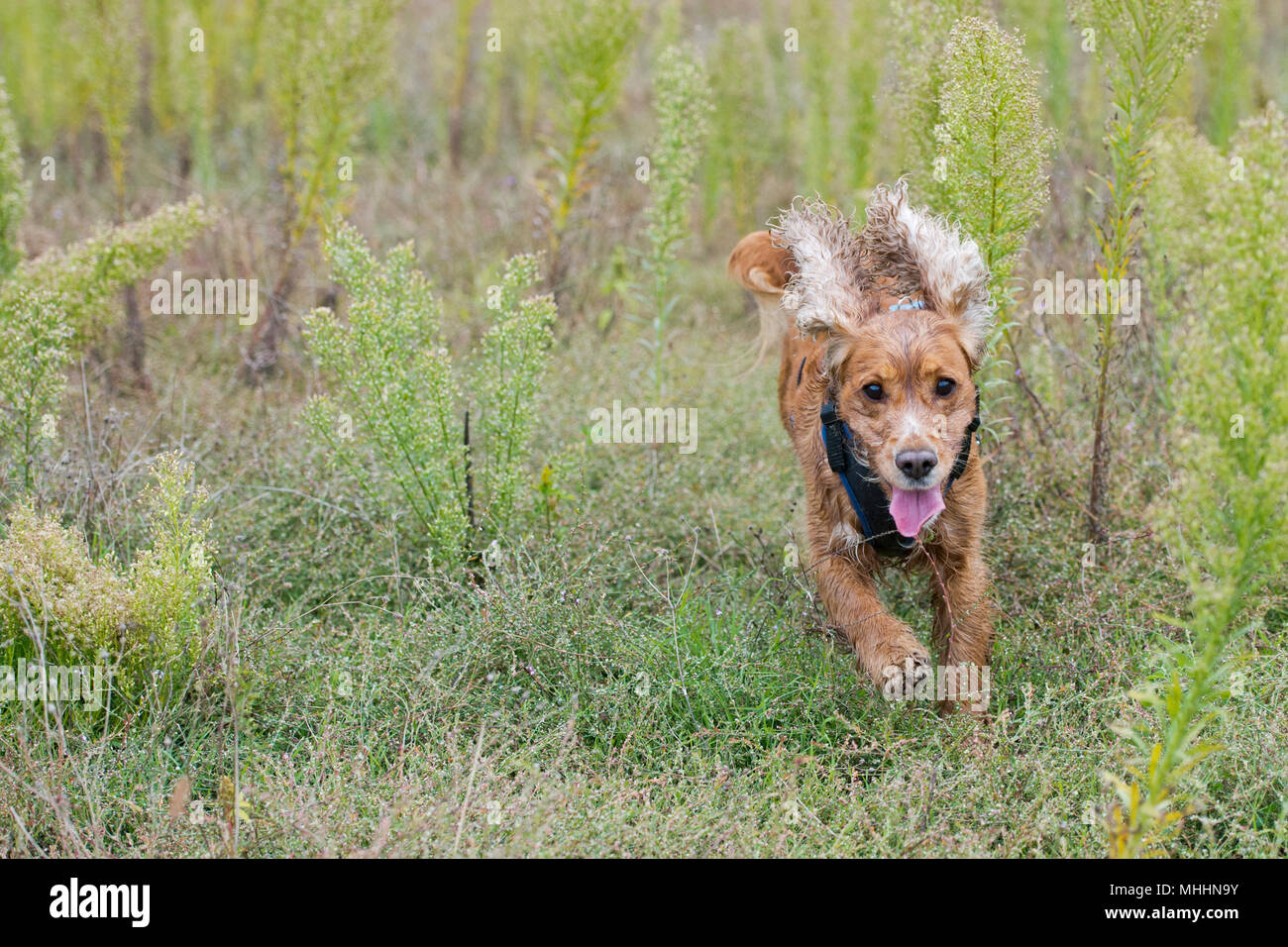An english brown cocker spaniel running to you in grass background ...