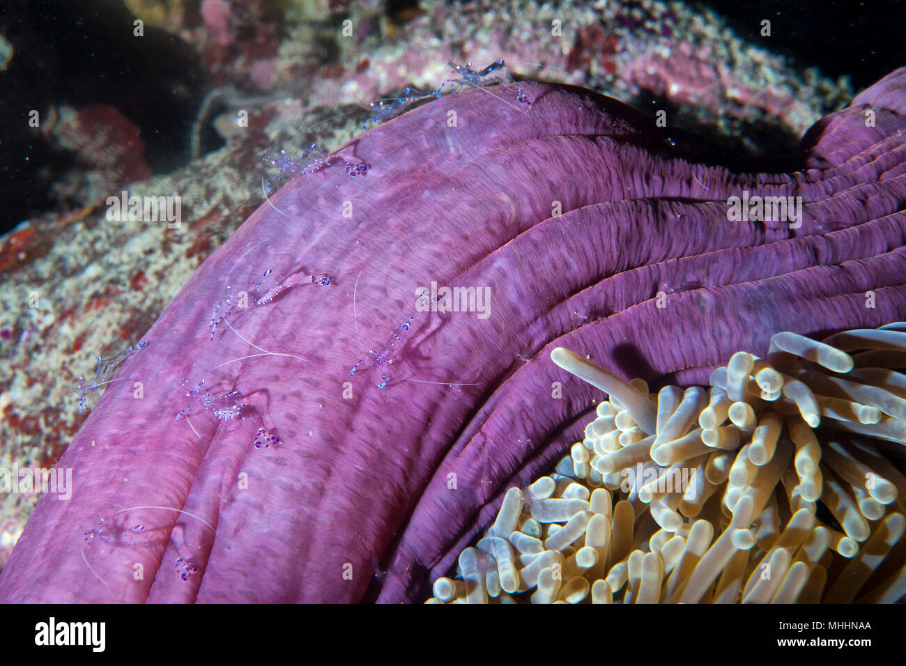 Transparent shimp inside anemone in Indonesia Stock Photo - Alamy