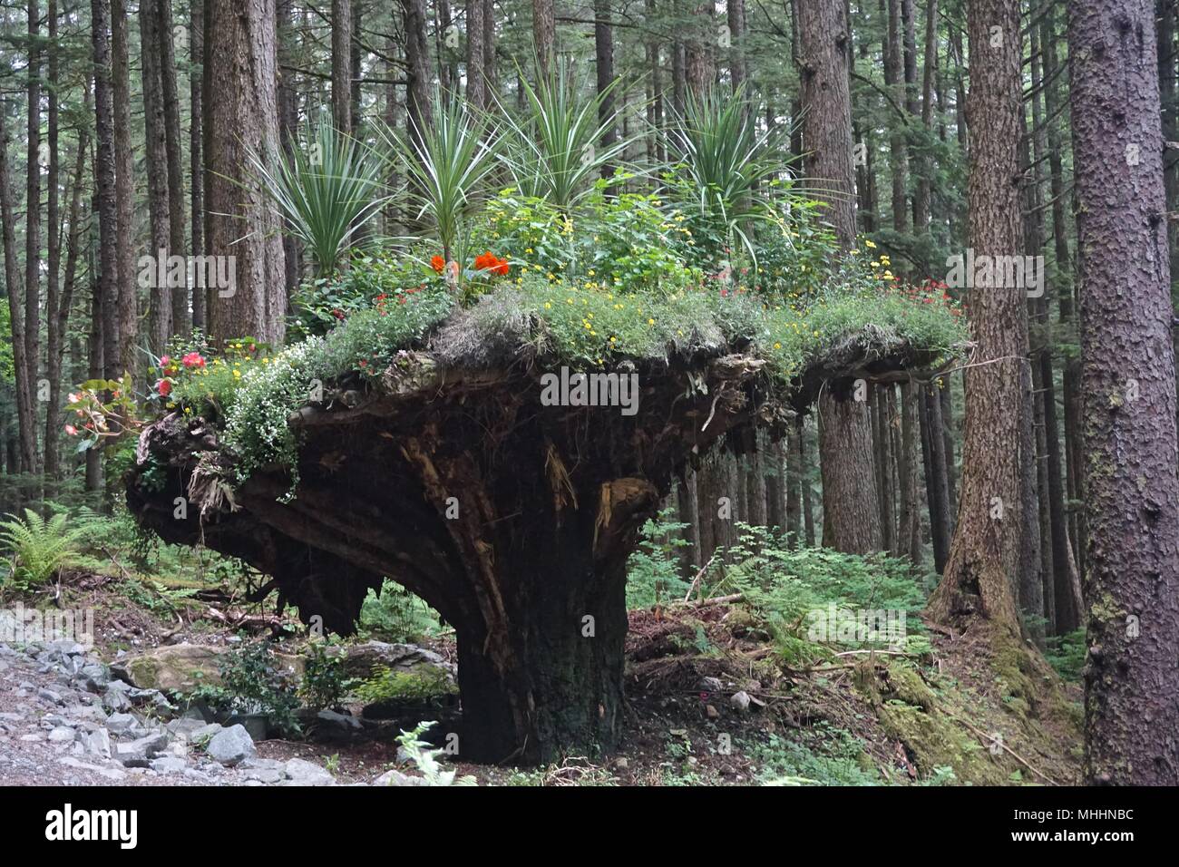 Juneau, Alaska: Glacier Gardens, a botanical garden in the Tongass ...