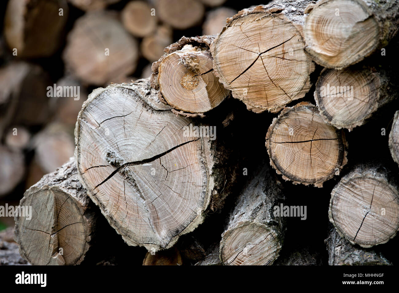 Cutted Wood High Resolution Stock Photography and Images - Alamy