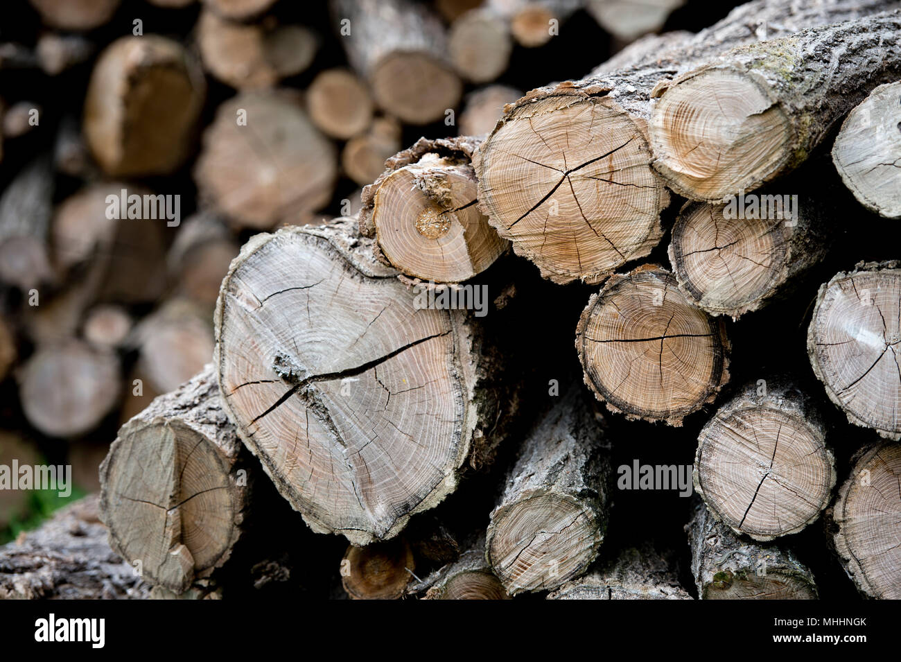 Cutted Wood High Resolution Stock Photography and Images - Alamy
