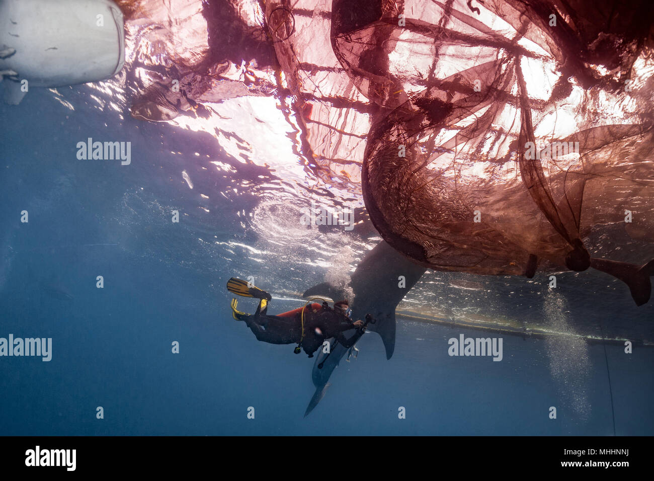 Whale Shark underwater approaching a scuba diver in the deep blue sea ...