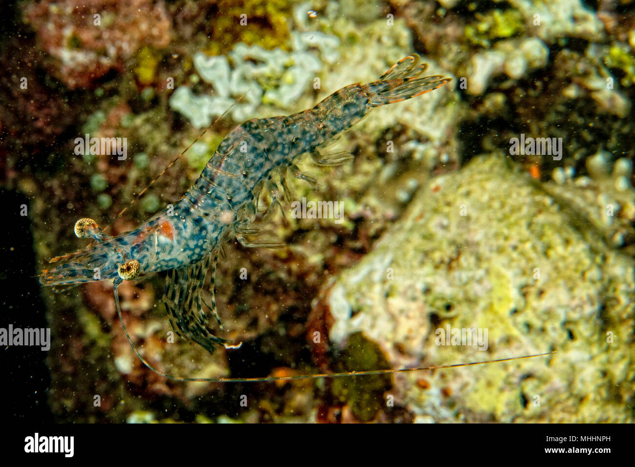 Transparent aquarium shrimp hi-res stock photography and images - Alamy
