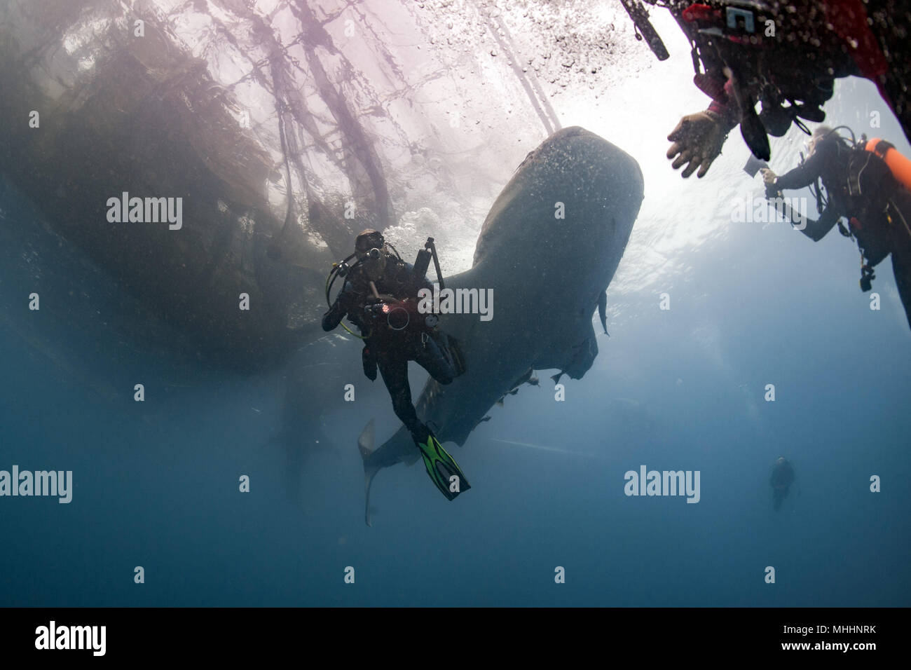 Whale shark mouth open diver hi-res stock photography and images - Alamy