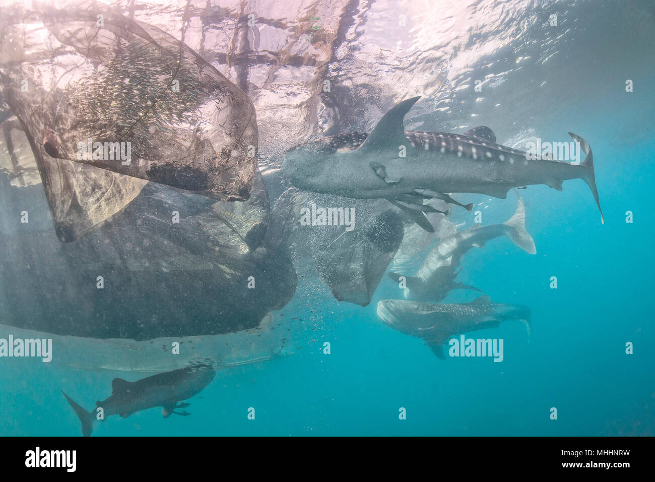 Whale Shark under fishermen platform in Papua Indonesia Stock Photo - Alamy