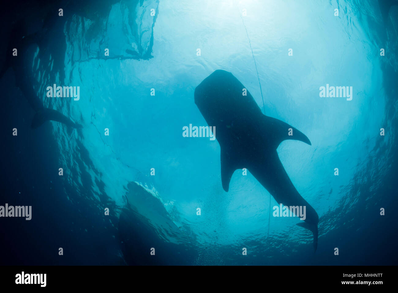Isolated Whale Shark portrait underwater in Papua Stock Photo - Alamy