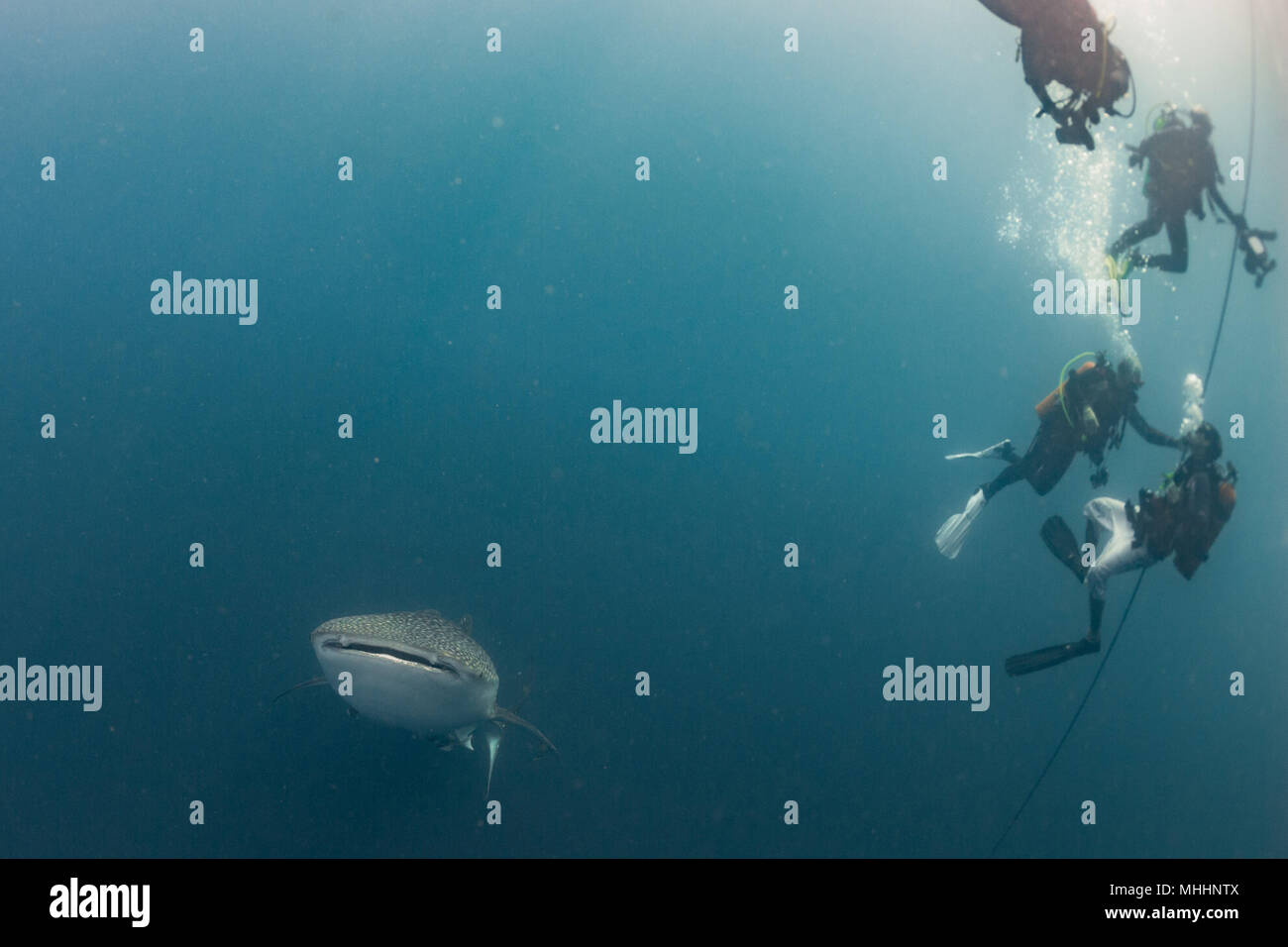 Whale Shark underwater approaching a scuba diver in the deep blue sea ...