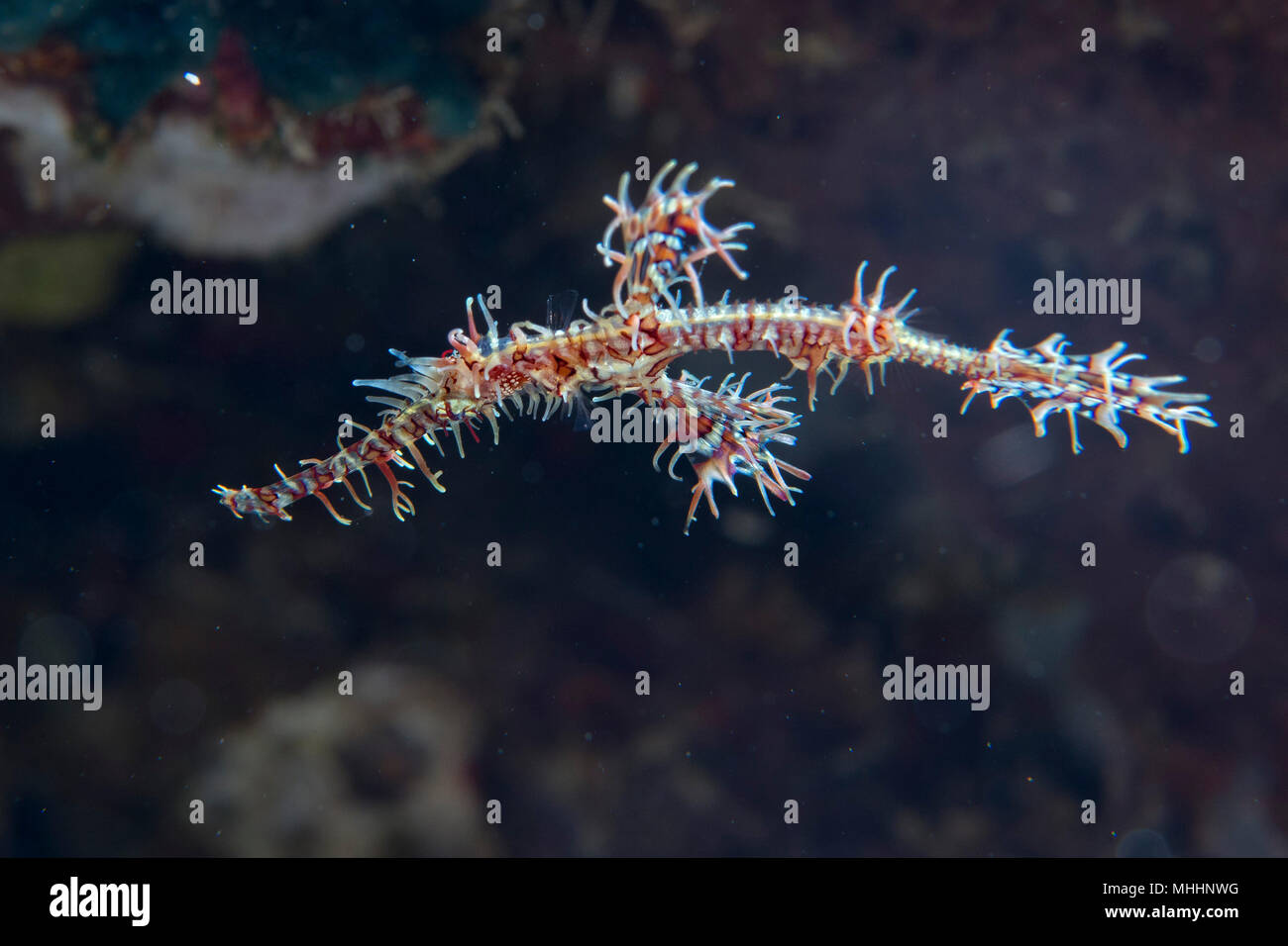 Ornate ghost pipe fish sea horse family Stock Photo - Alamy