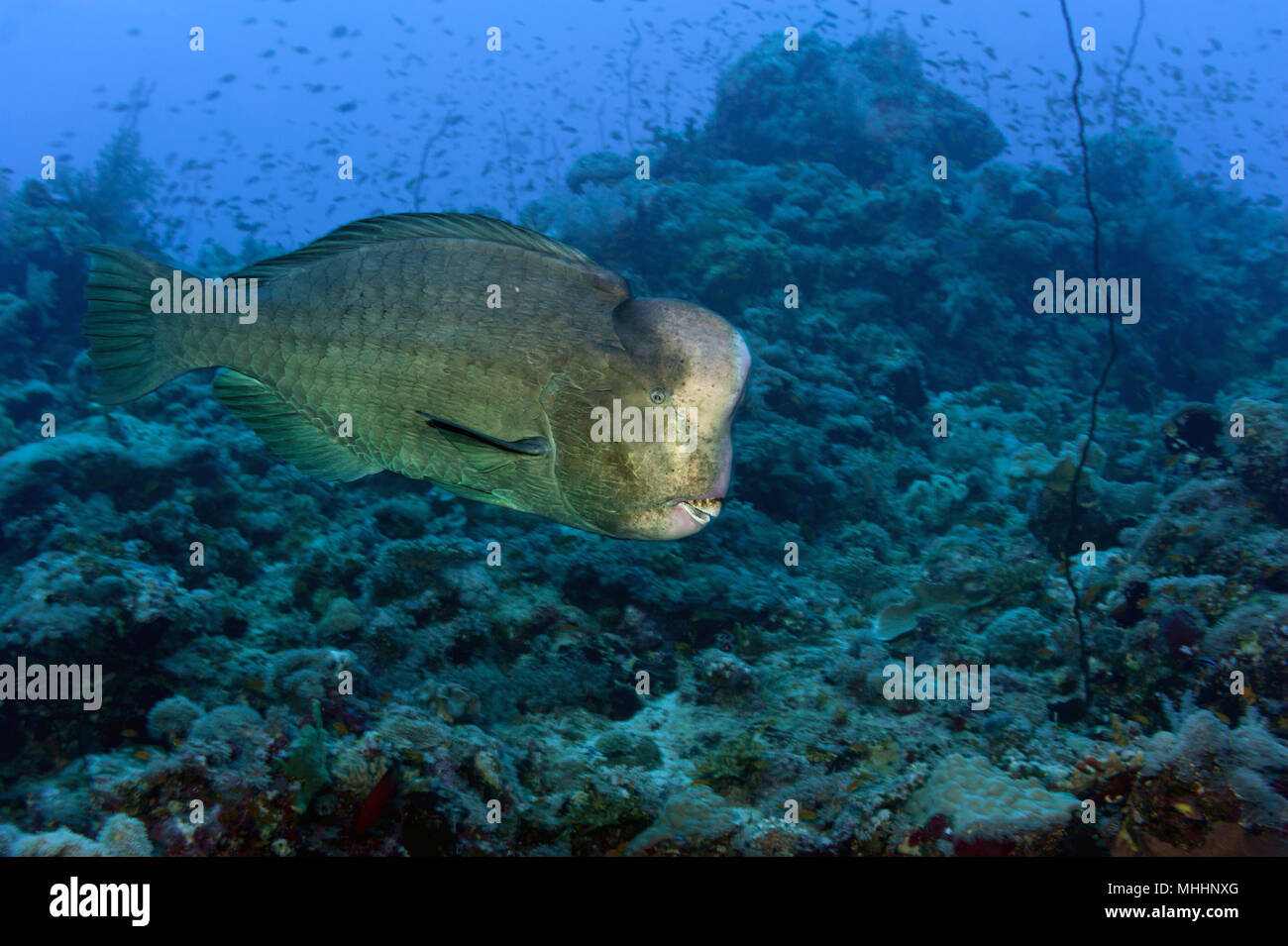 A bump head jack fish close up portrait in the reef background Stock ...