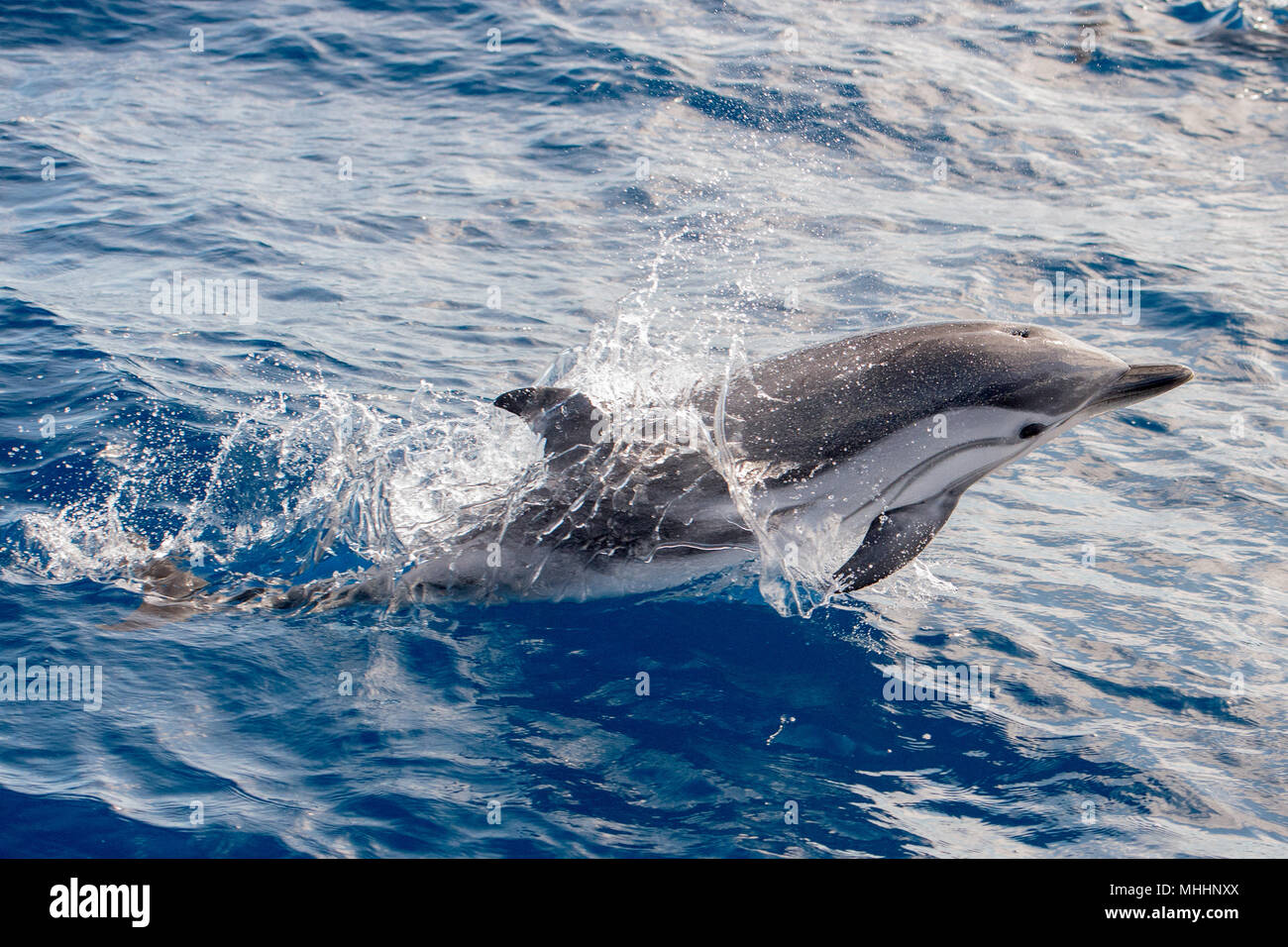 dolphin jumping outside the sea Stock Photo - Alamy