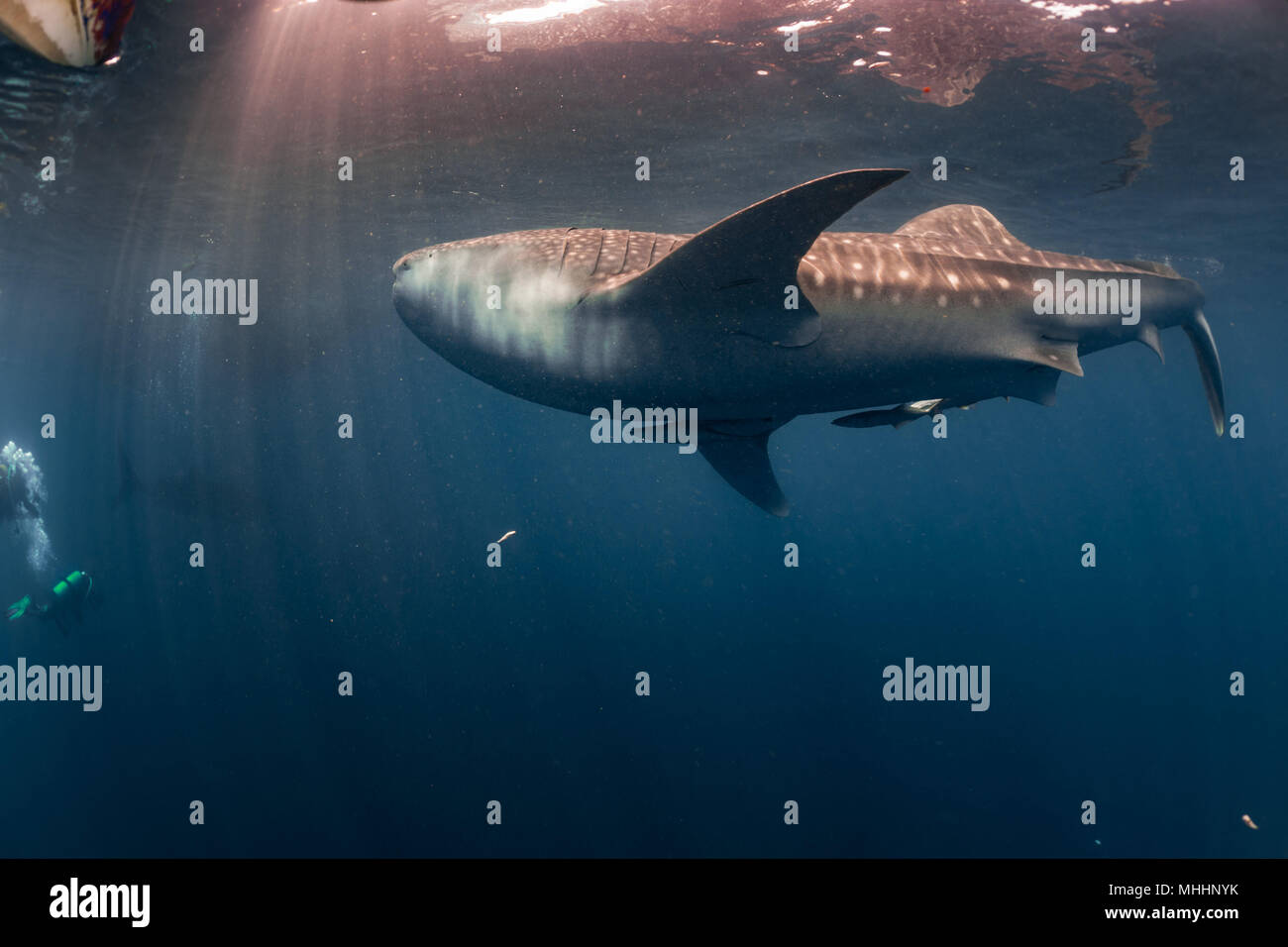 Whale Shark underwater approaching a scuba diver in the deep blue sea ...