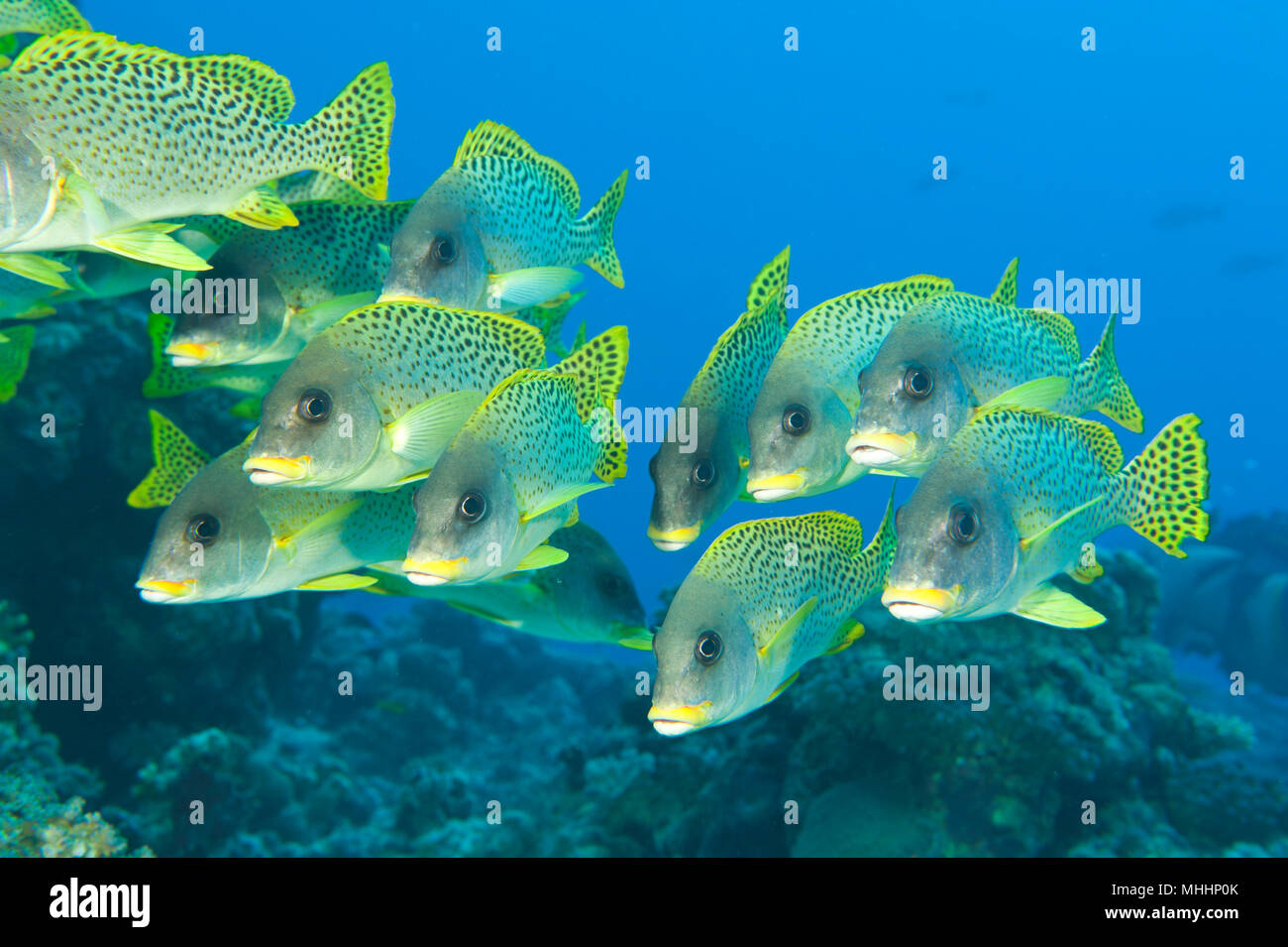 Sweet lips fish hi-res stock photography and images - Alamy