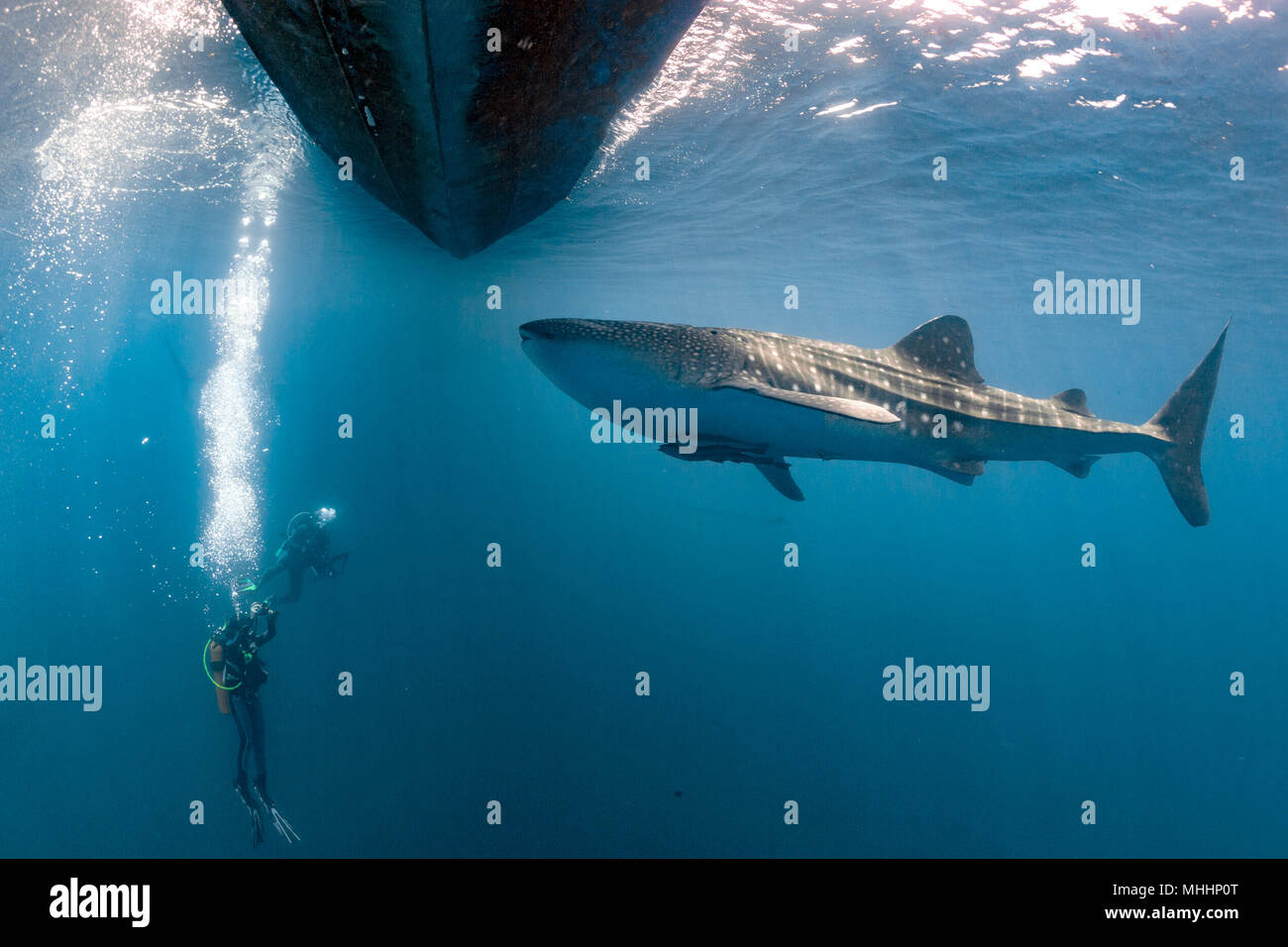 Whale shark mouth diver hi-res stock photography and images - Alamy