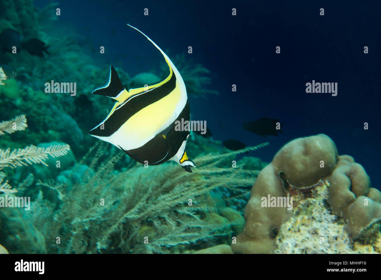 Moorish idol fish hi-res stock photography and images - Alamy