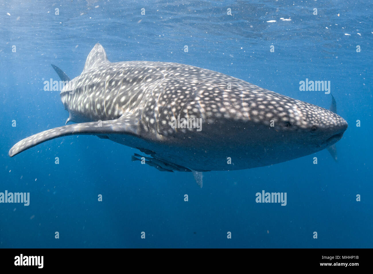 Whale Shark Attack
