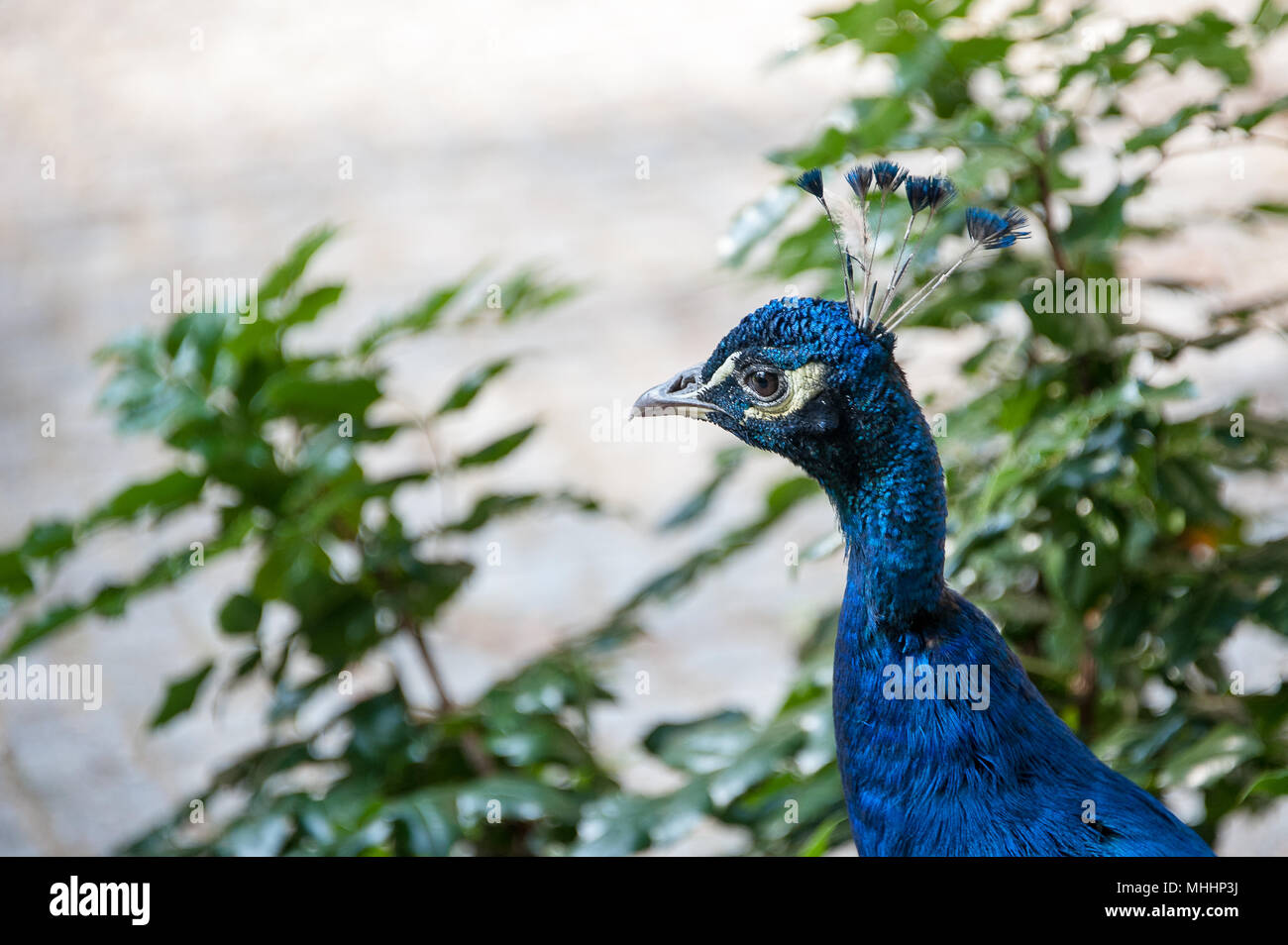 Crest feathers hi-res stock photography and images - Alamy