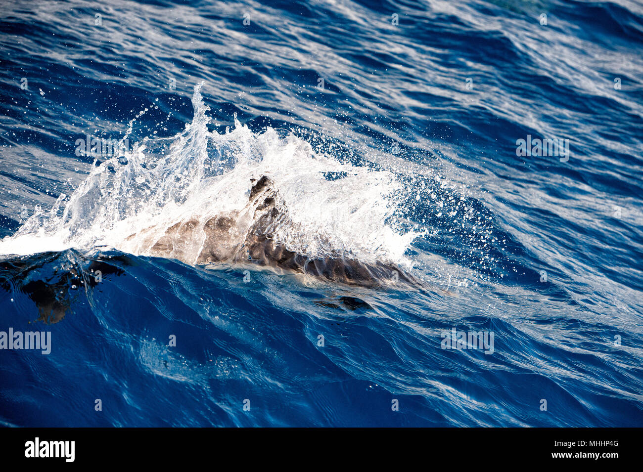 dolphin jumping outside the sea Stock Photo - Alamy