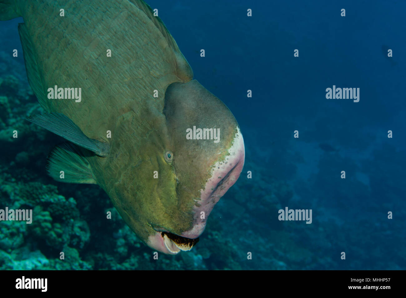 A bump head jack fish close up portrait in the reef background Stock ...