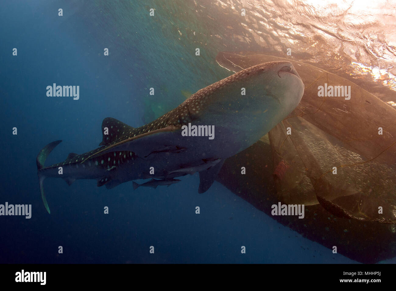 Whale Shark underwater approaching a scuba diver in the deep blue sea ...