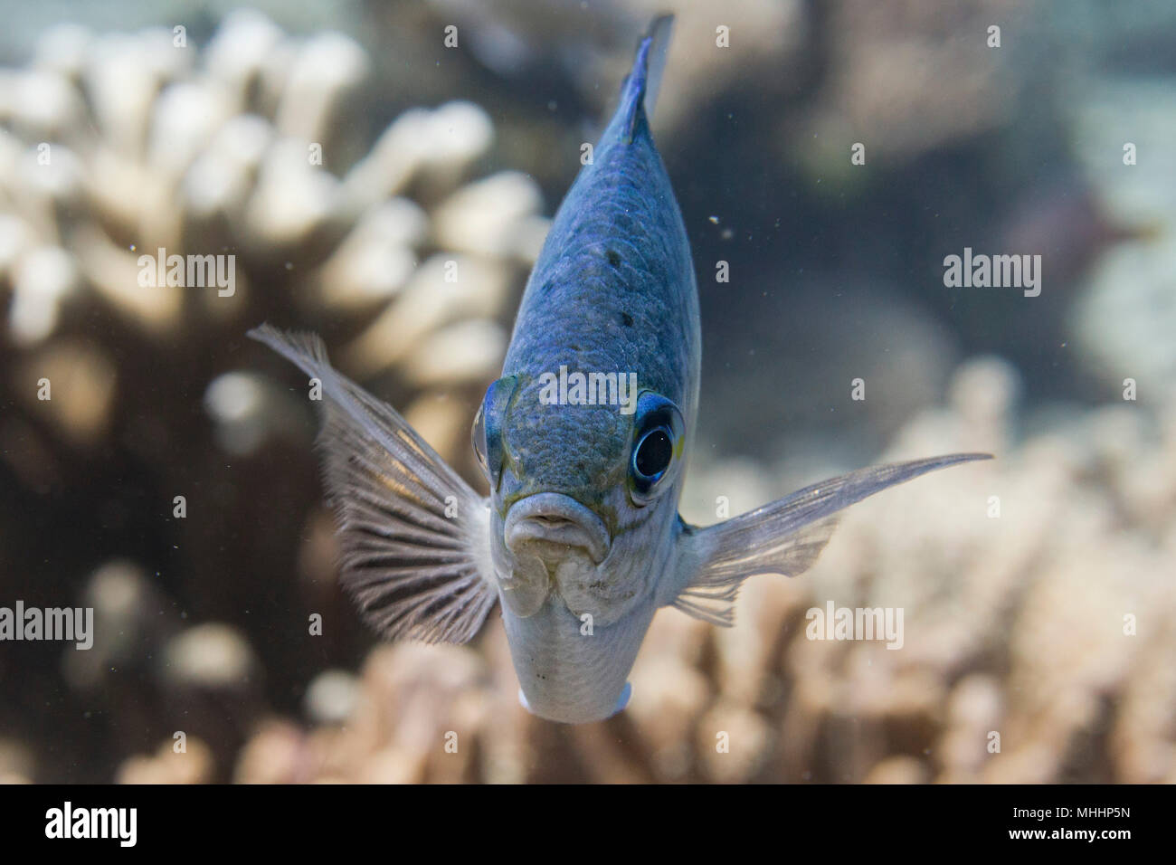 Fish while looking at you on while diving in Indonesia Stock Photo - Alamy