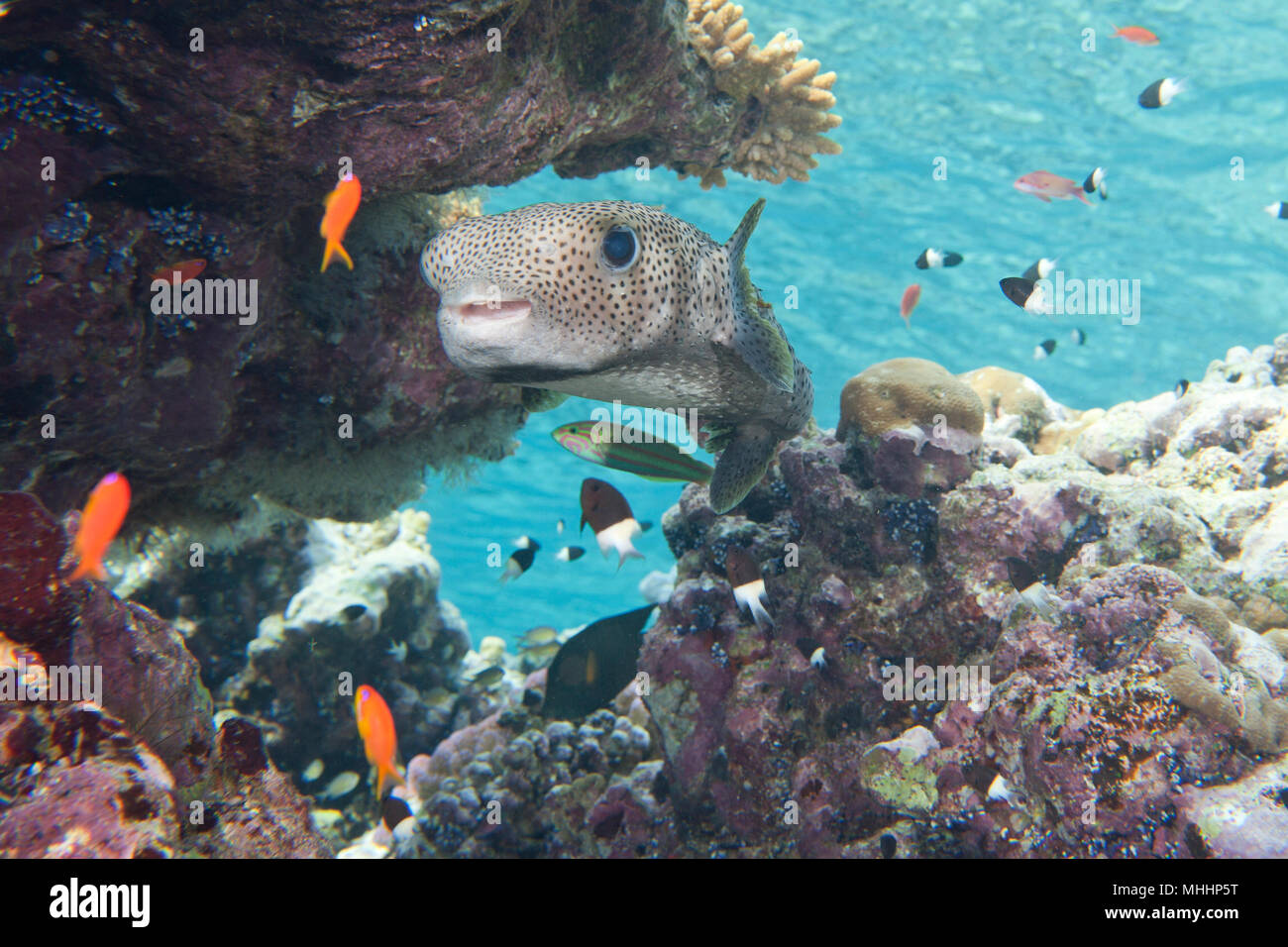 A box fish in the reef background Stock Photo - Alamy