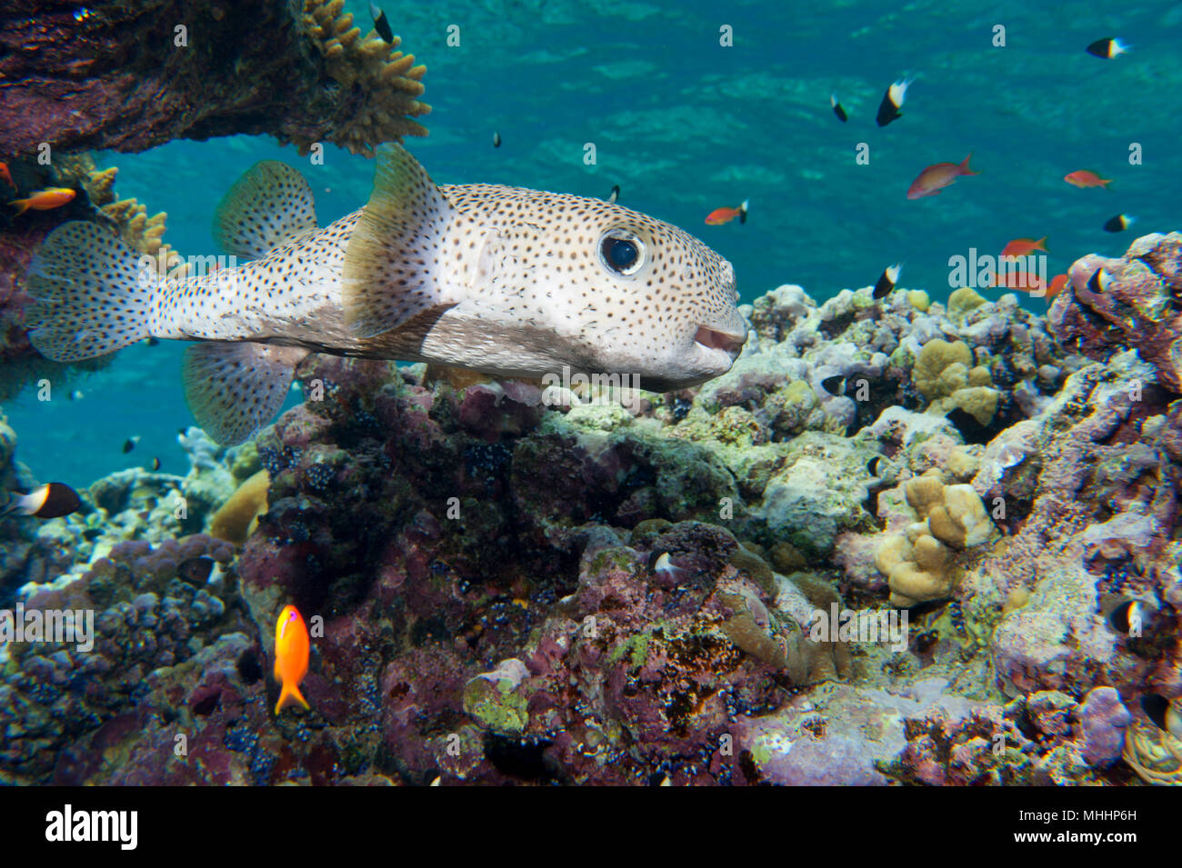A box fish in the reef background Stock Photo - Alamy