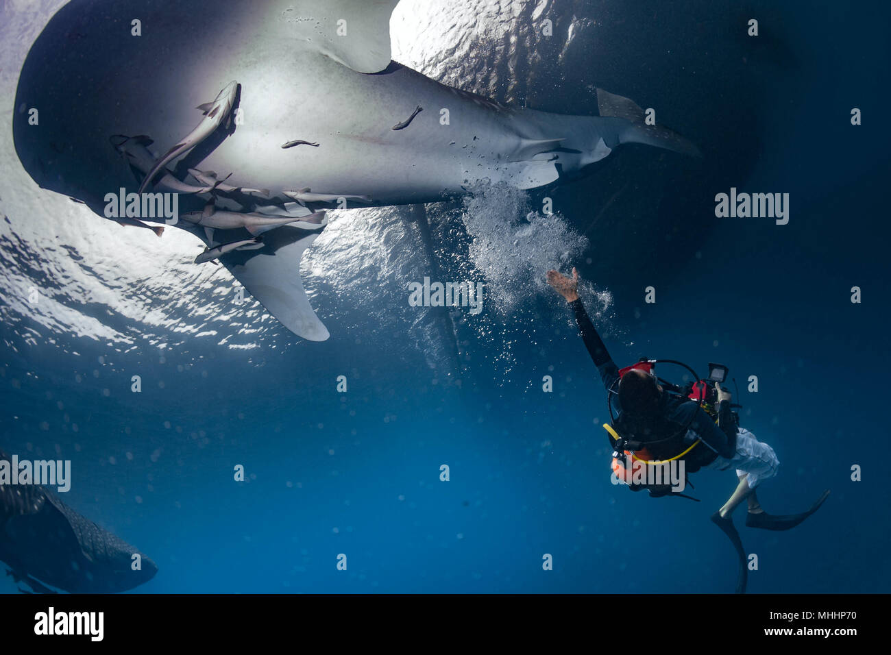 Whale Shark underwater approaching a scuba diver in the deep blue sea ...