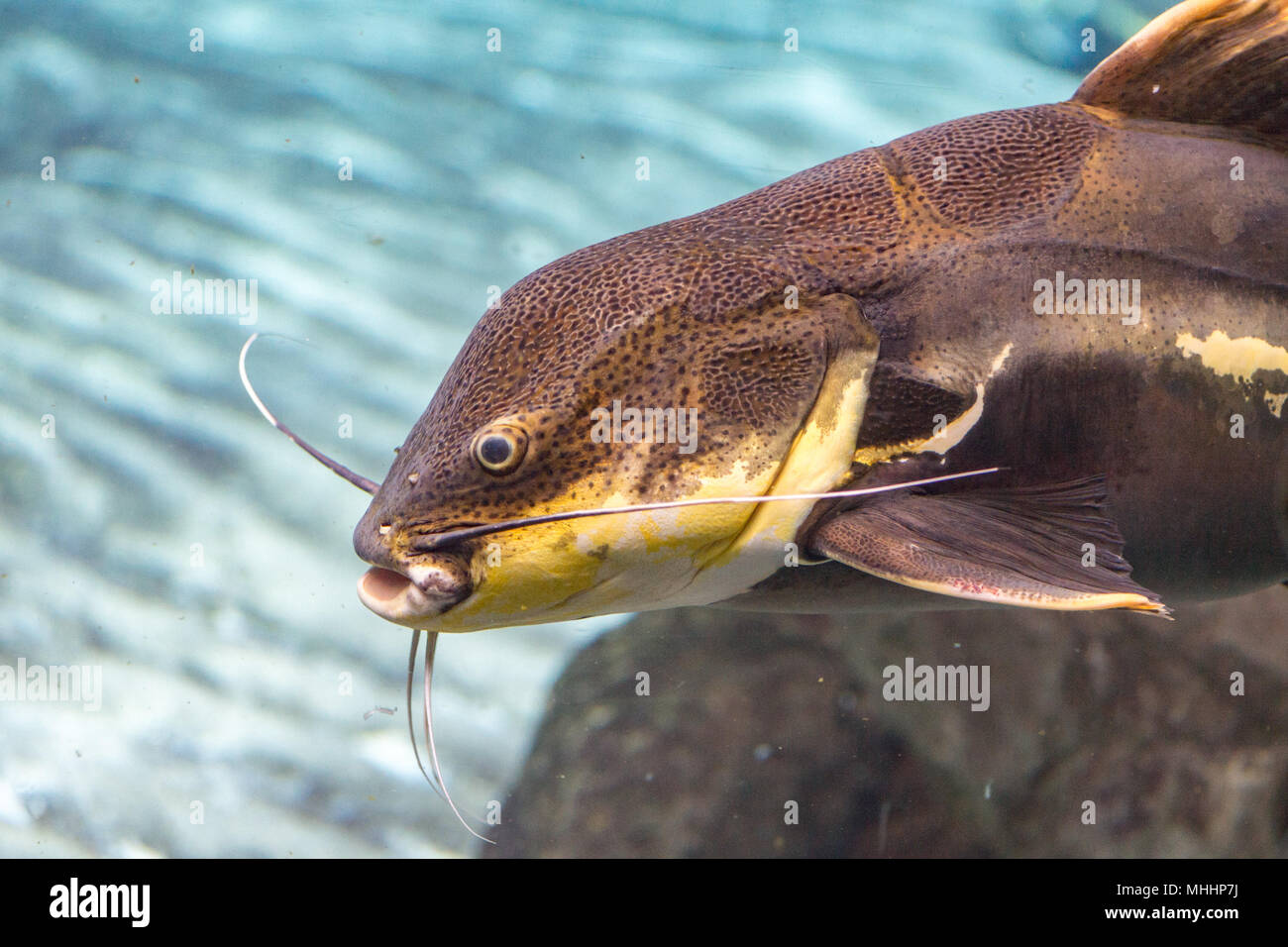 Giant catfish hi-res stock photography and images - Alamy