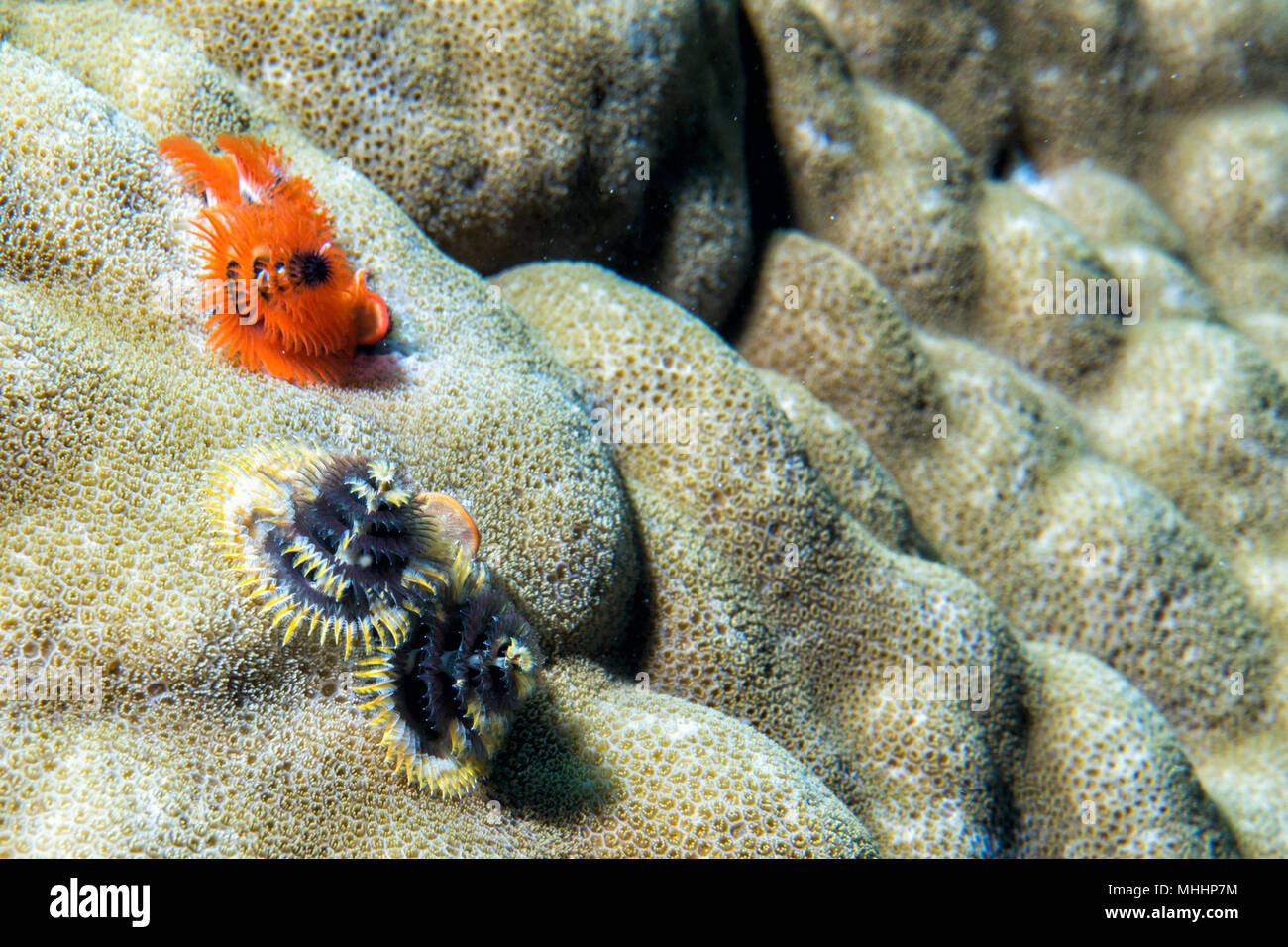 christmas tree worm on hard coral Stock Photo - Alamy