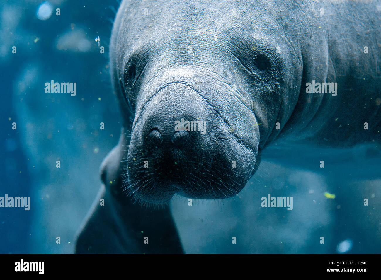manatee close up portrait underwater Stock Photo - Alamy